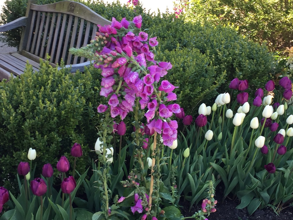 Digitalis Thapsi Wallpapers - Wallpaper Cave