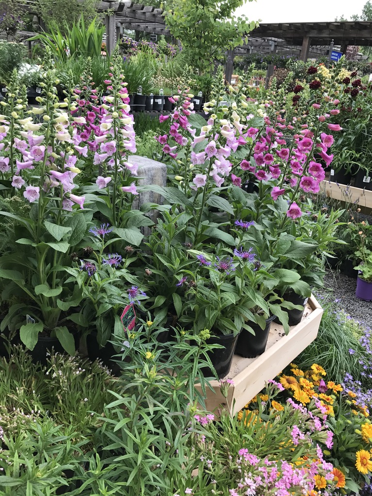 Digitalis Thapsi Wallpapers - Wallpaper Cave