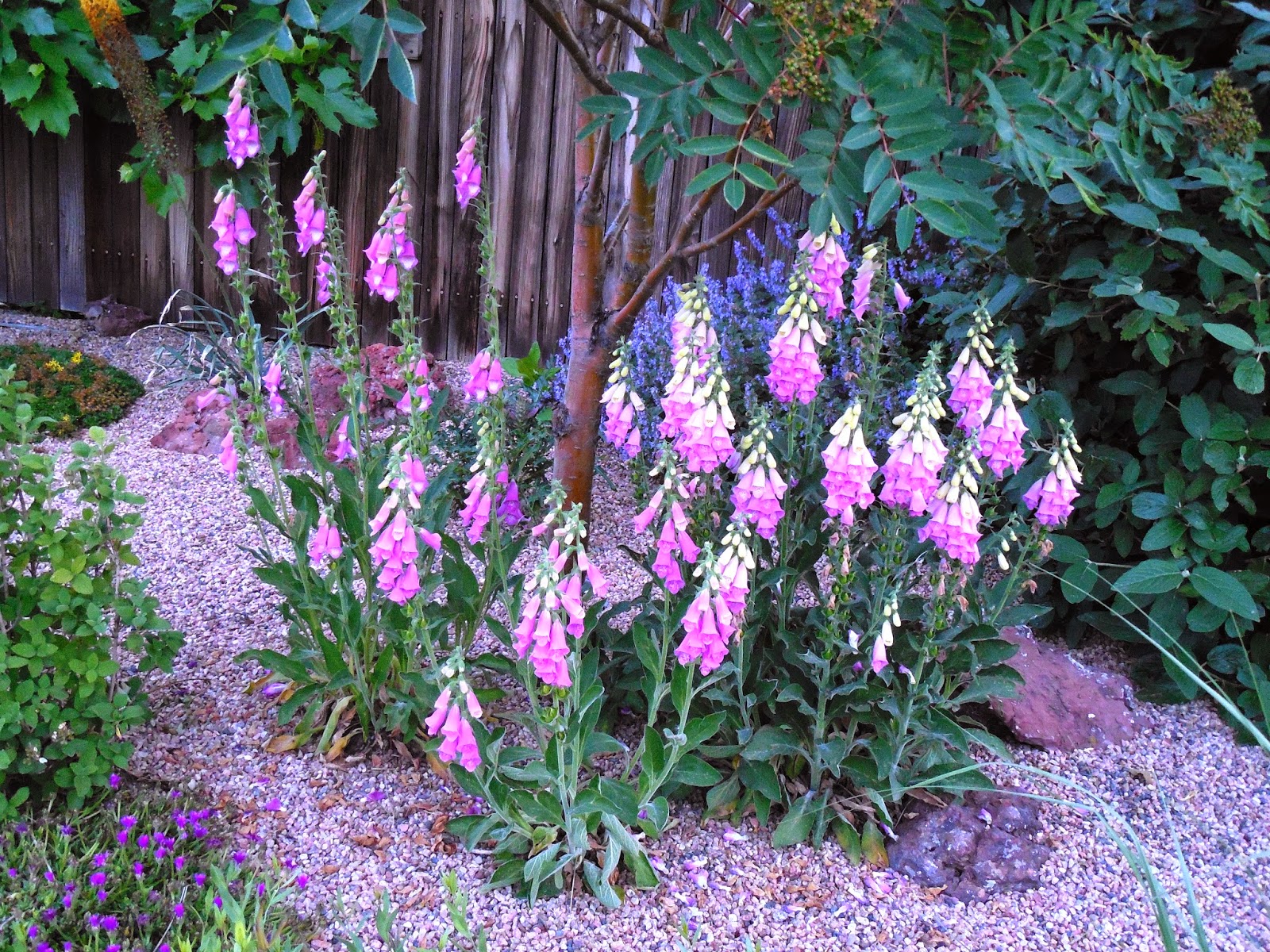 Digitalis Thapsi Wallpapers - Wallpaper Cave