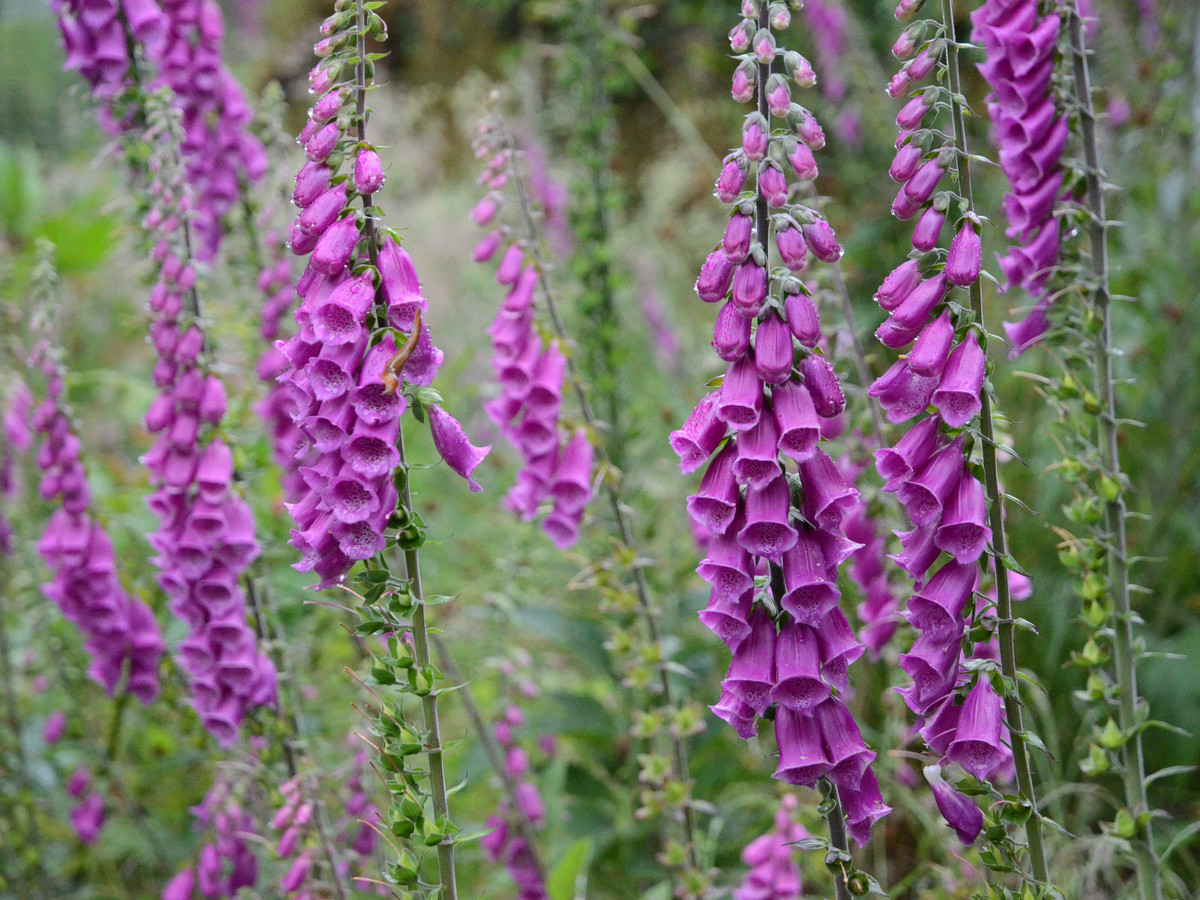 Digitalis Thapsi Wallpapers - Wallpaper Cave