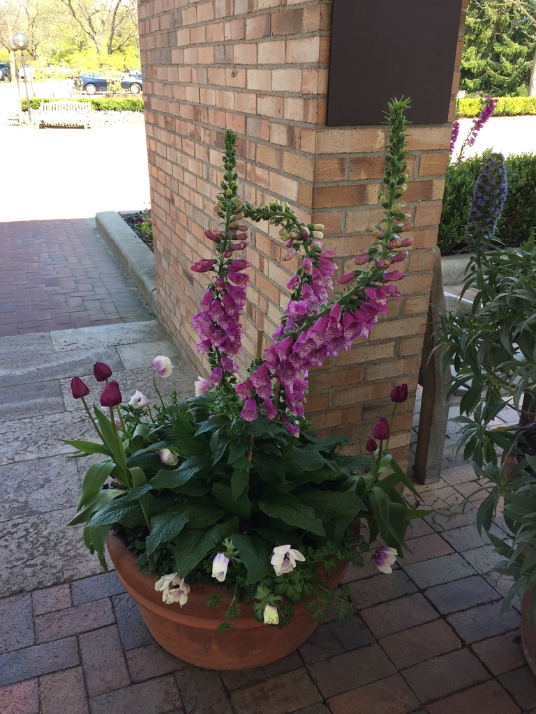 Digitalis Thapsi Wallpapers - Wallpaper Cave