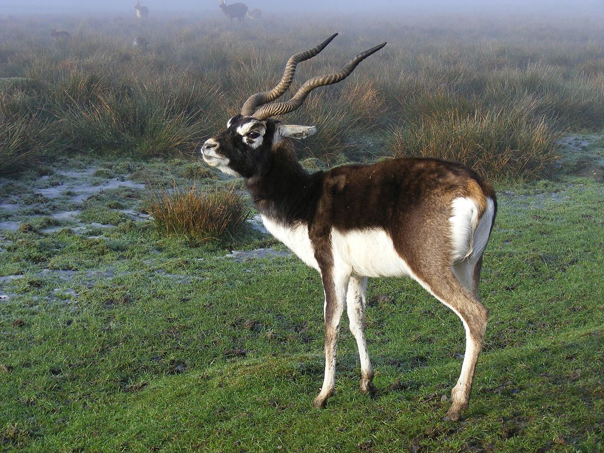 Blackbuck Wallpapers - Wallpaper Cave