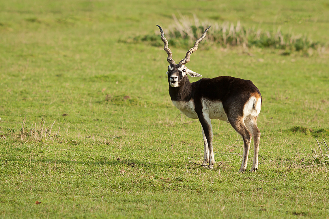 Blackbuck Wallpapers - Wallpaper Cave