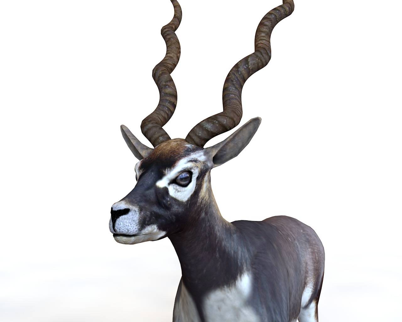 Blackbuck Wallpapers - Wallpaper Cave