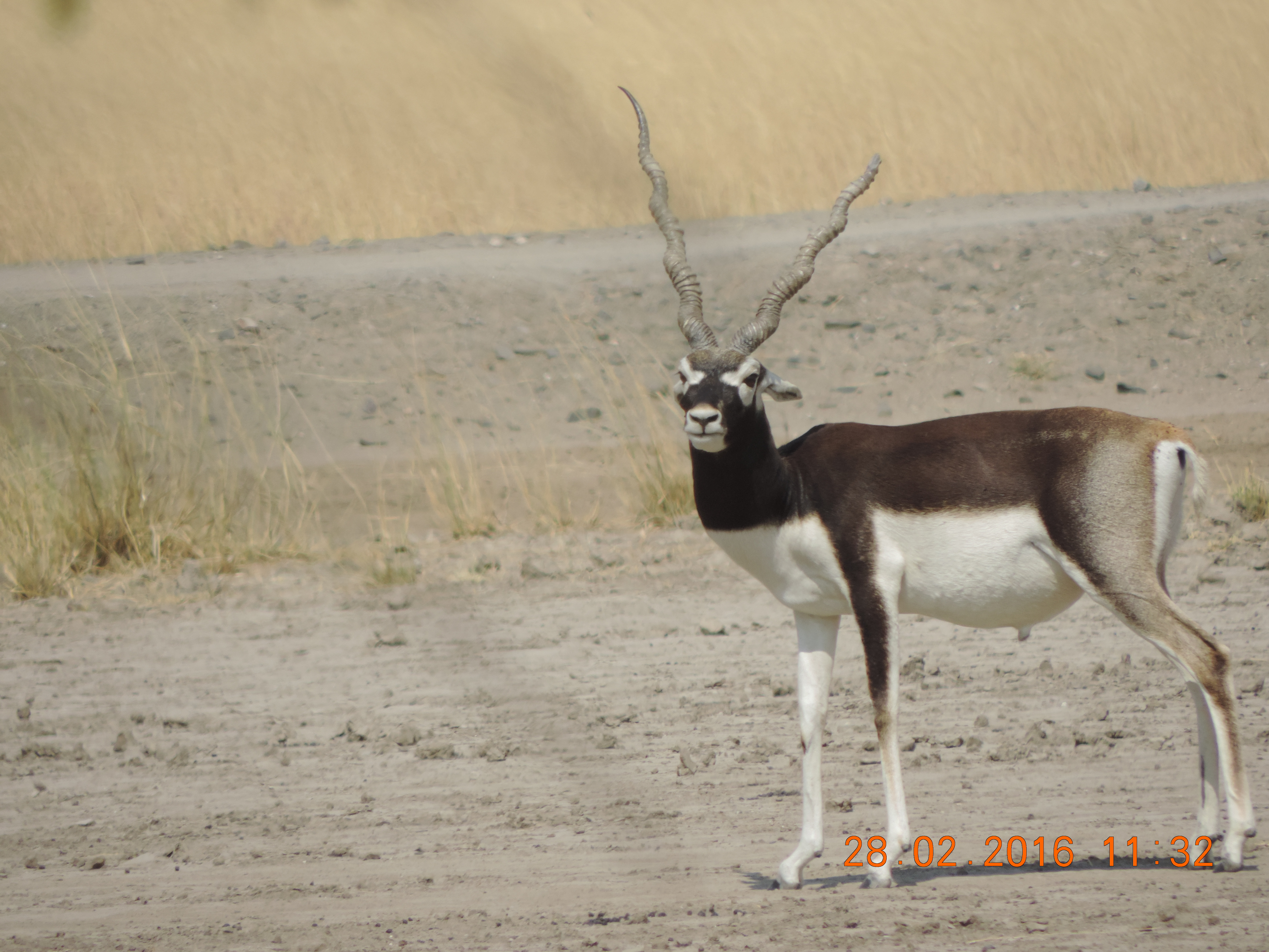 Blackbuck Wallpapers - Wallpaper Cave