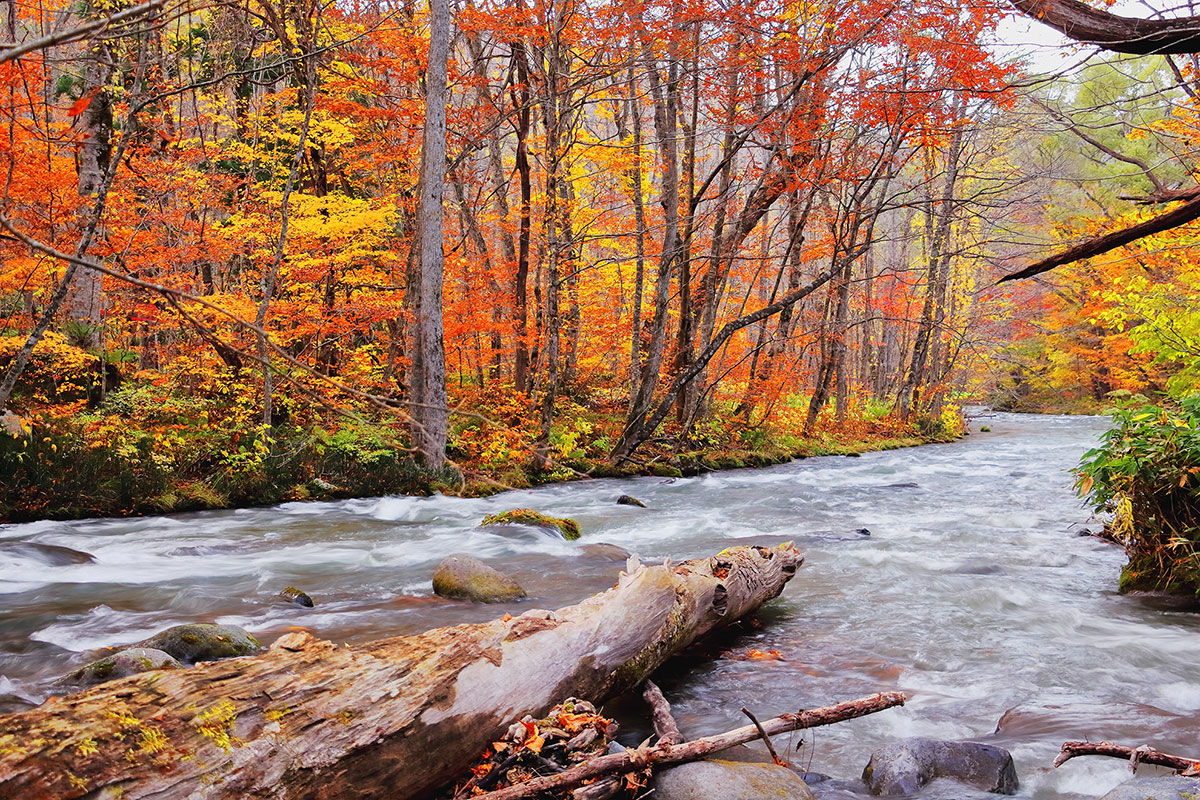 Warm Neutral Autumn Wallpapers - Wallpaper Cave