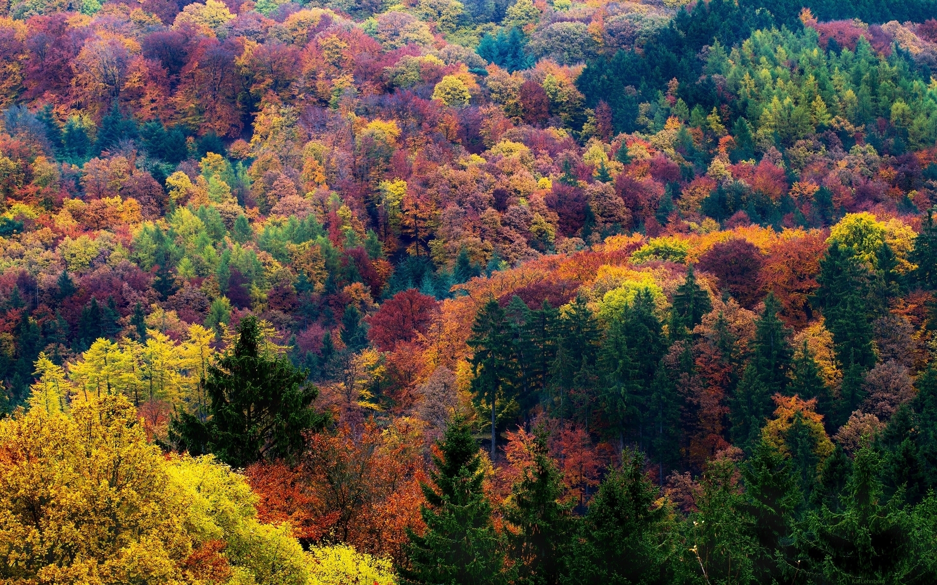 Autumn Forest View Wallpapers - Wallpaper Cave