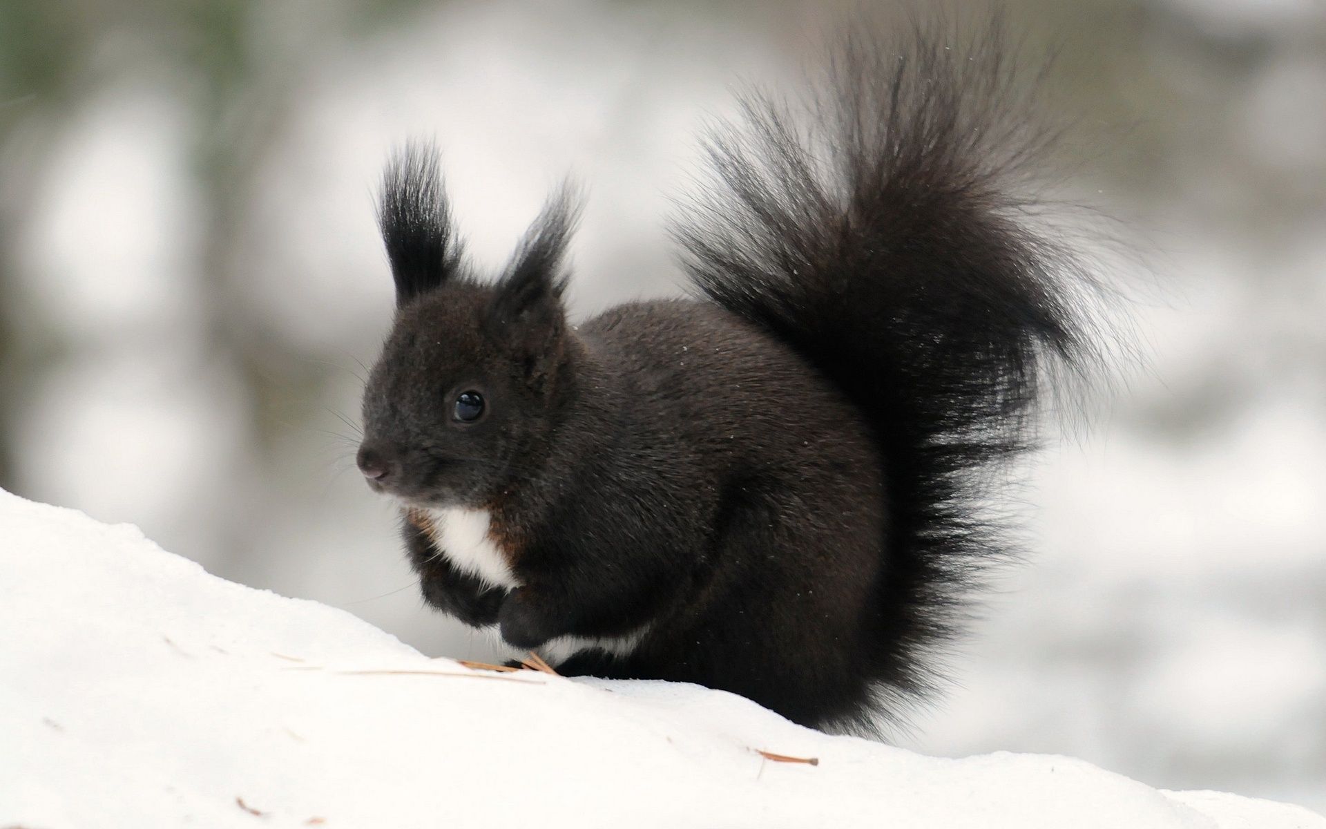 Black Squirrels Wallpapers - Wallpaper Cave