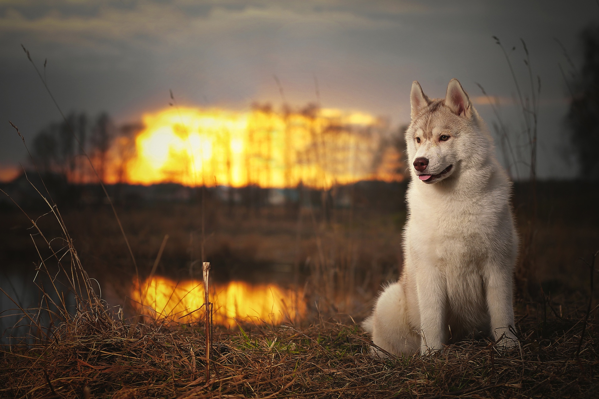 Sunset Husky Wallpapers - Wallpaper Cave