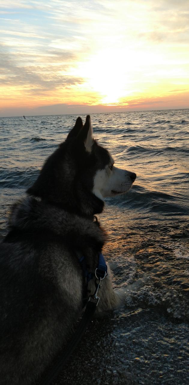 Sunset Husky Wallpapers - Wallpaper Cave