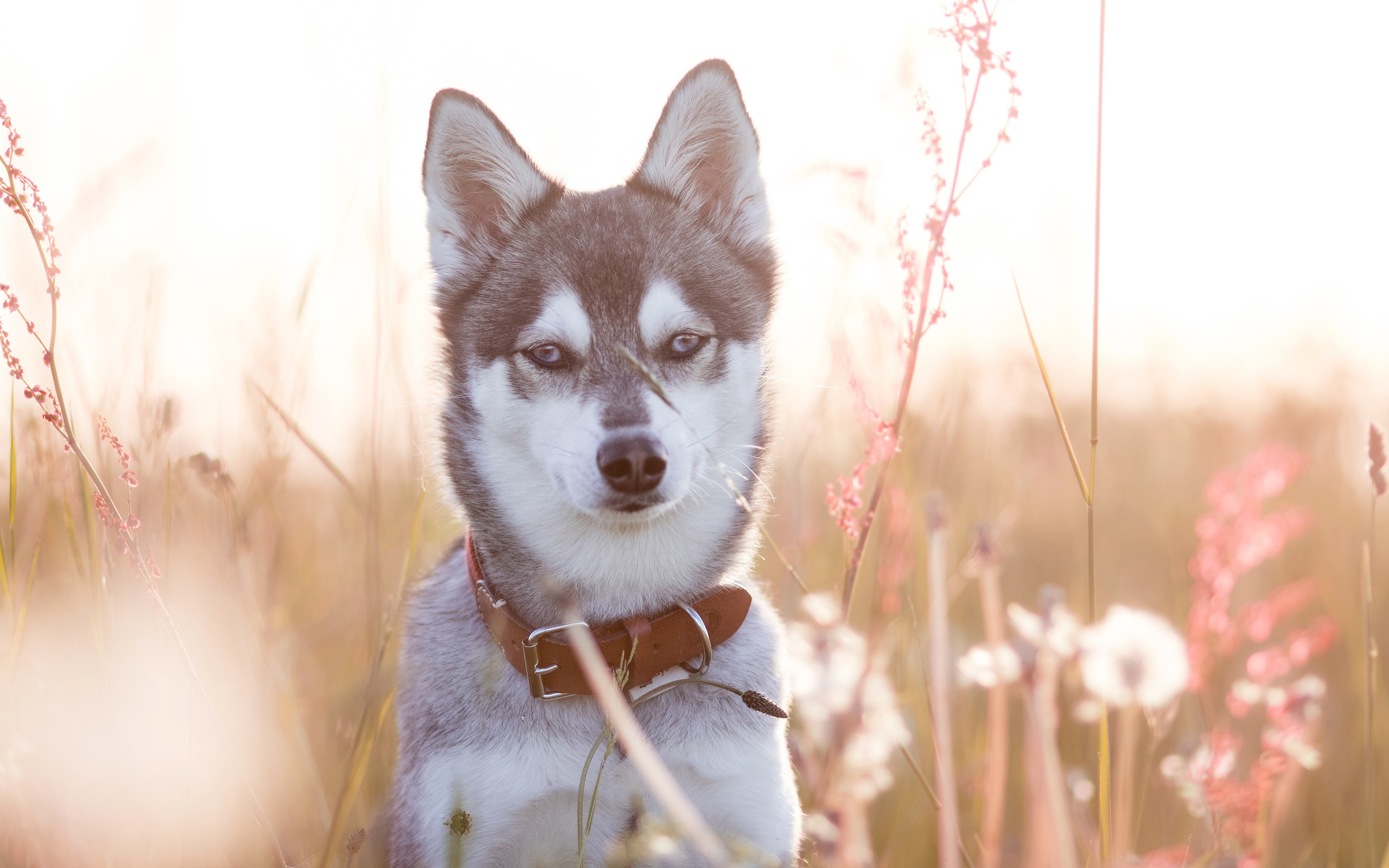 Sunset Husky Wallpapers - Wallpaper Cave