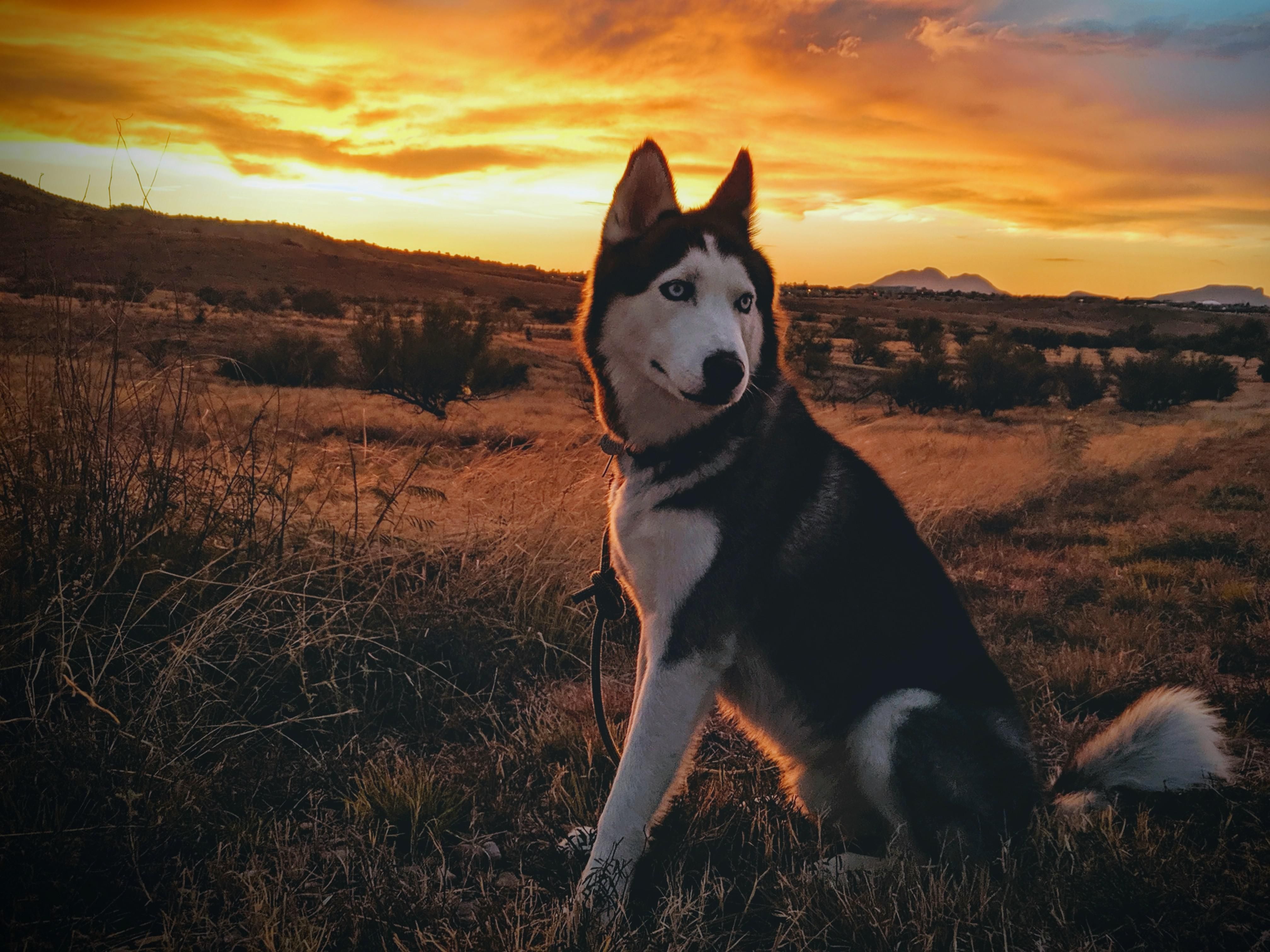 Sunset Husky Wallpapers - Wallpaper Cave