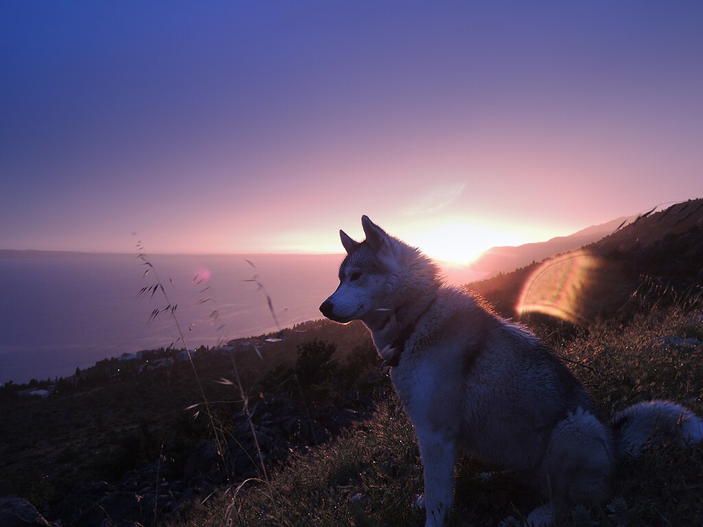 Sunset Husky Wallpapers - Wallpaper Cave