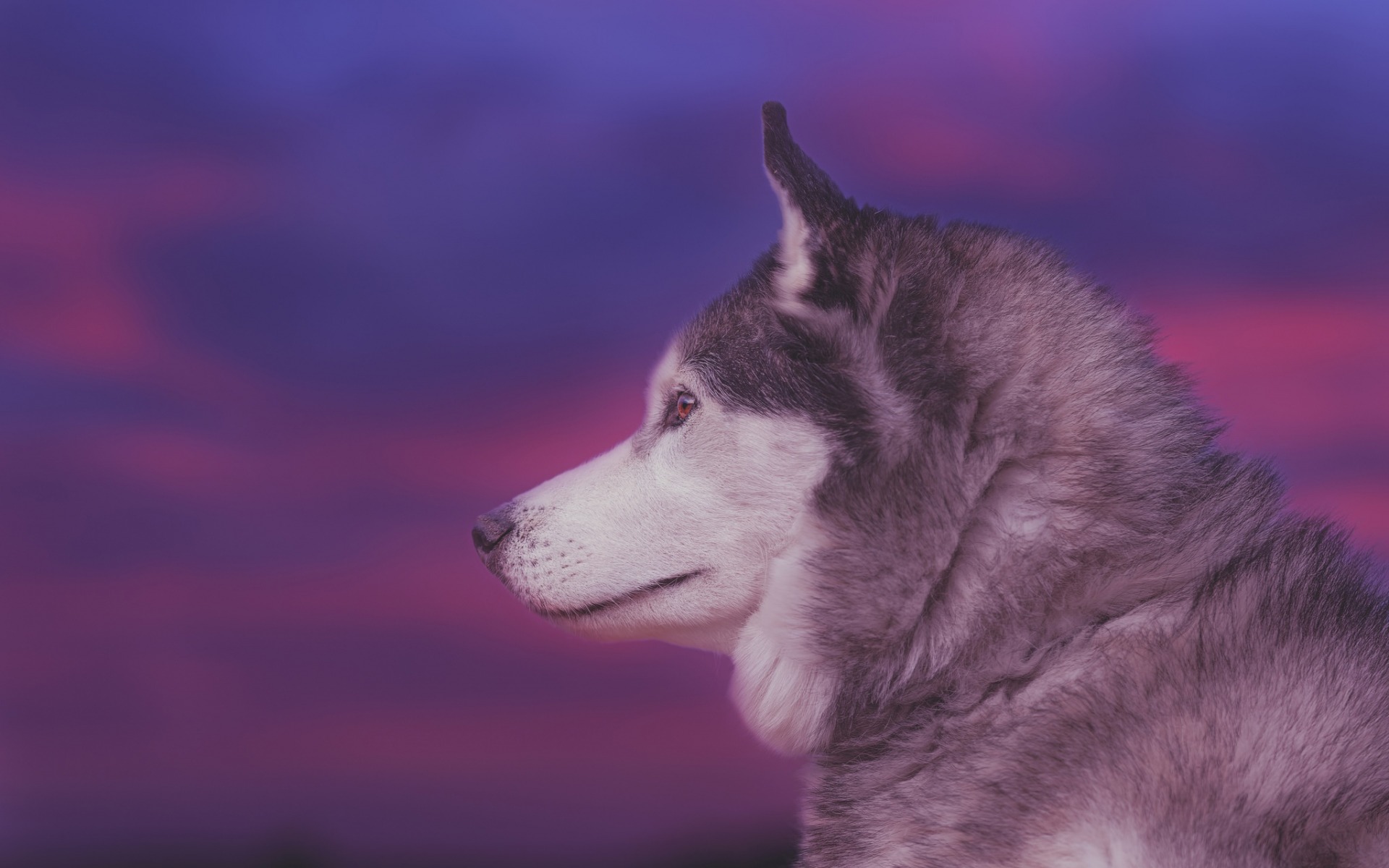 Sunset Husky Wallpapers - Wallpaper Cave