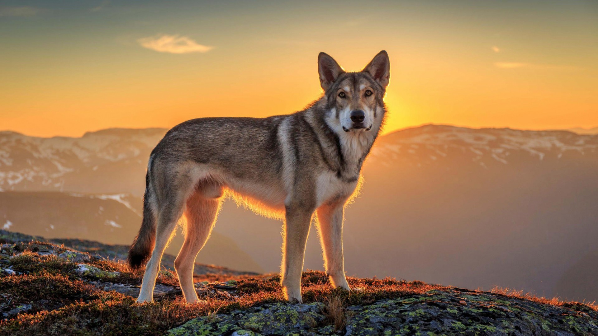 Sunset Husky Wallpapers - Wallpaper Cave