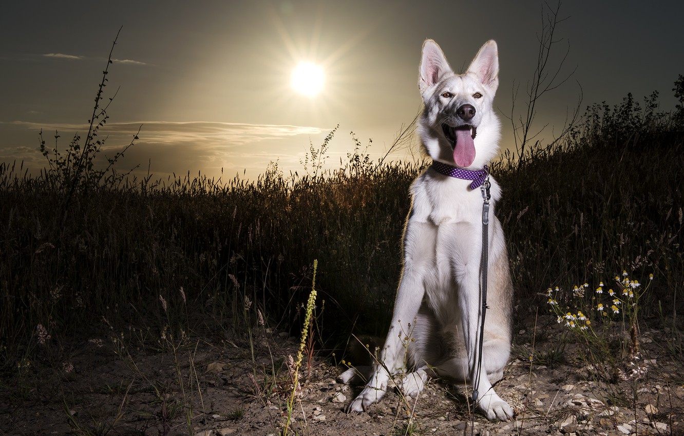 Sunset Husky Wallpapers - Wallpaper Cave