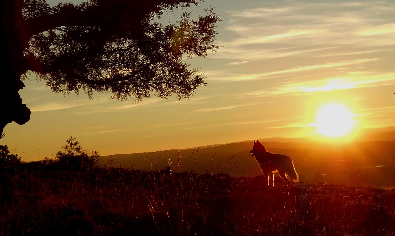 Sunset Husky Wallpapers - Wallpaper Cave