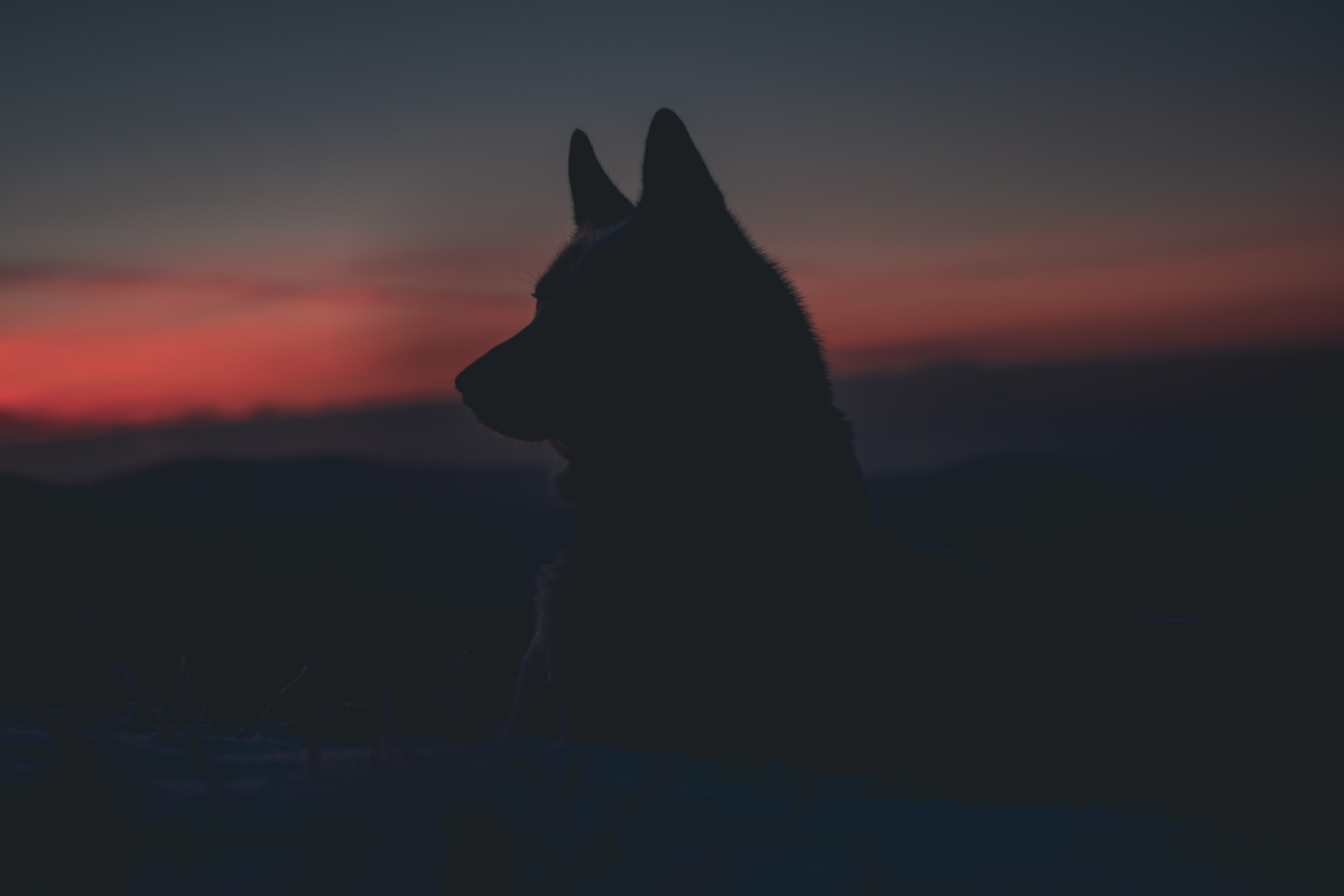 Sunset Husky Wallpapers - Wallpaper Cave