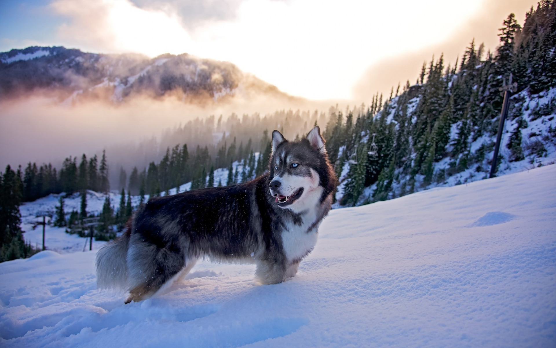 Sunset Husky Wallpapers - Wallpaper Cave