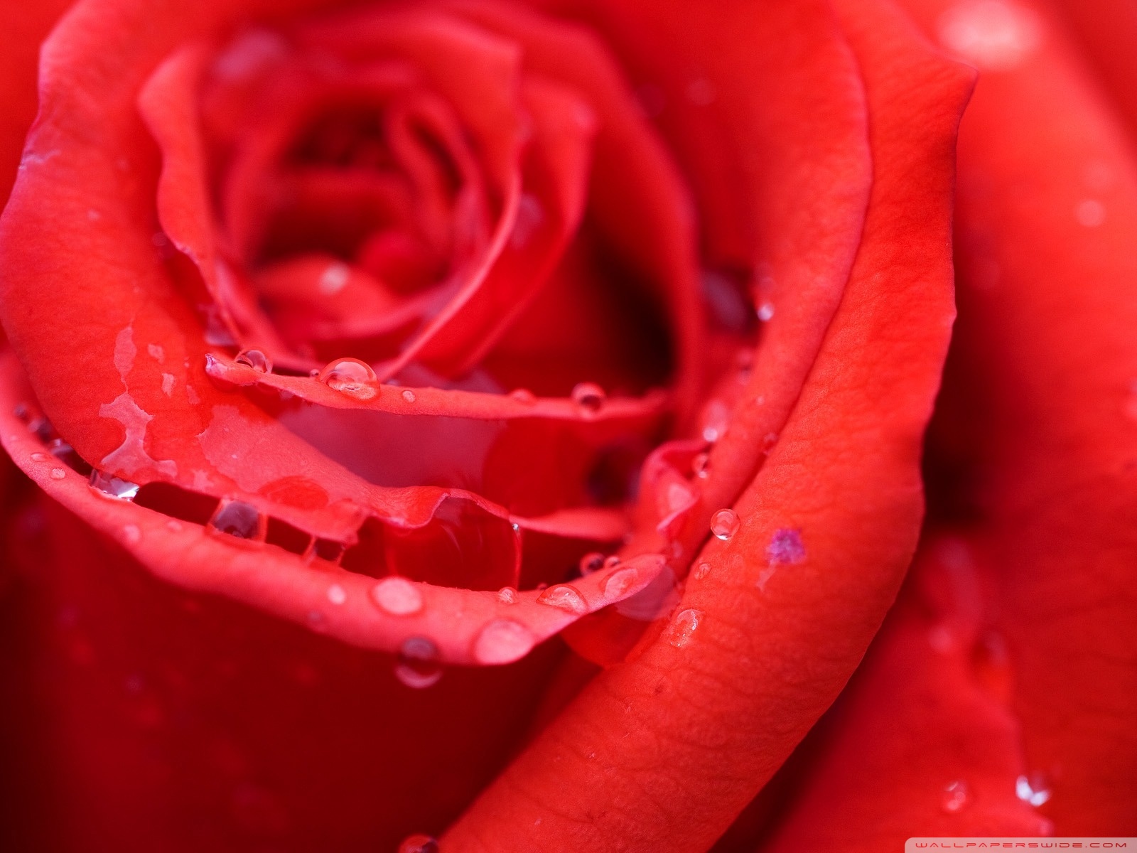 Red Things Wallpapers - Wallpaper Cave