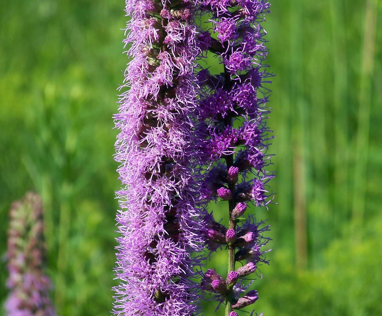 Purple Weed Plant Wallpaper