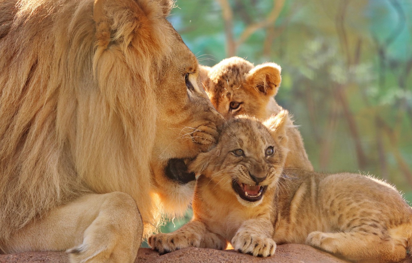 Lion Couple Wallpapers - Wallpaper Cave