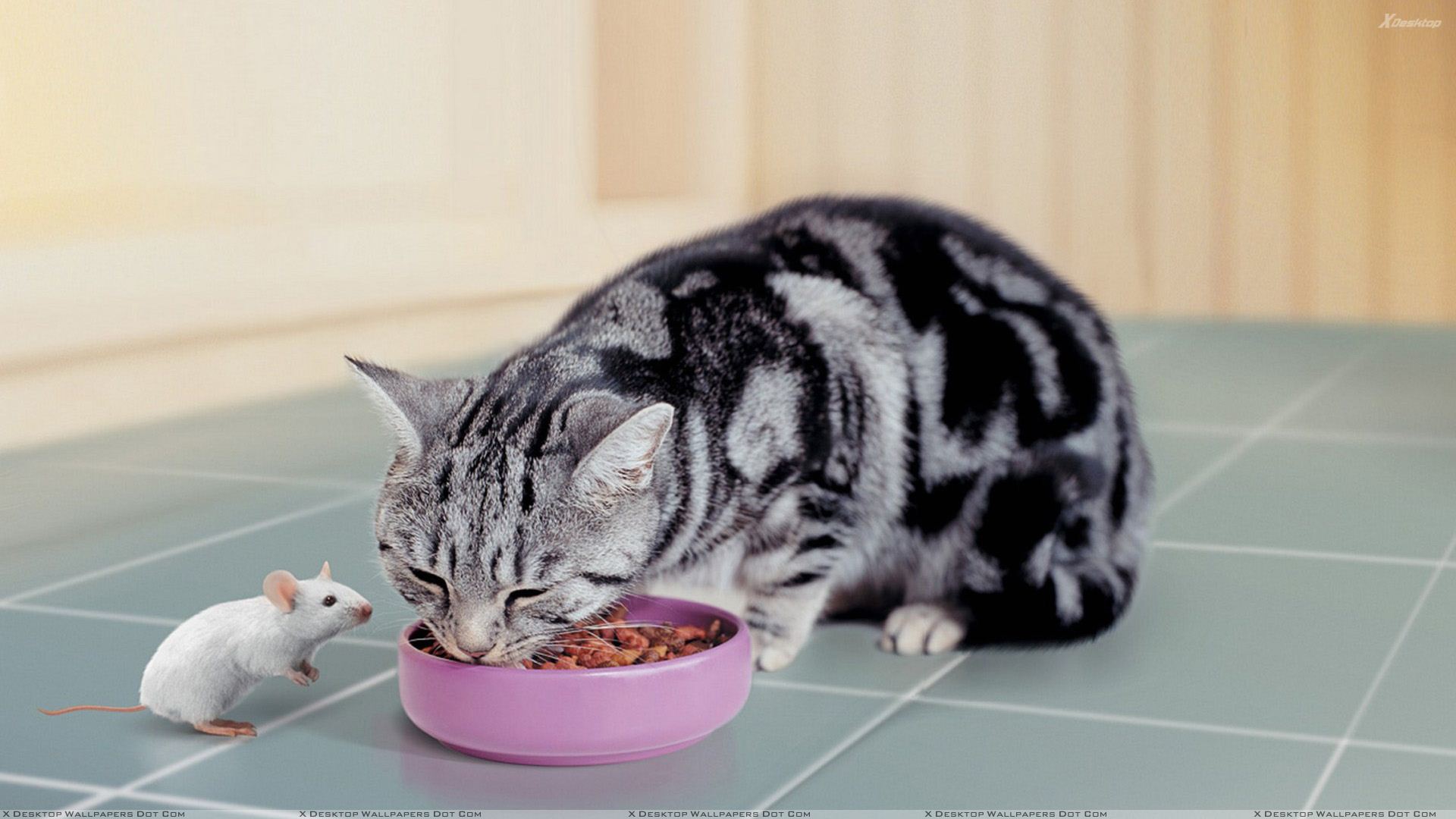 Cat Eating Wallpapers - Wallpaper Cave