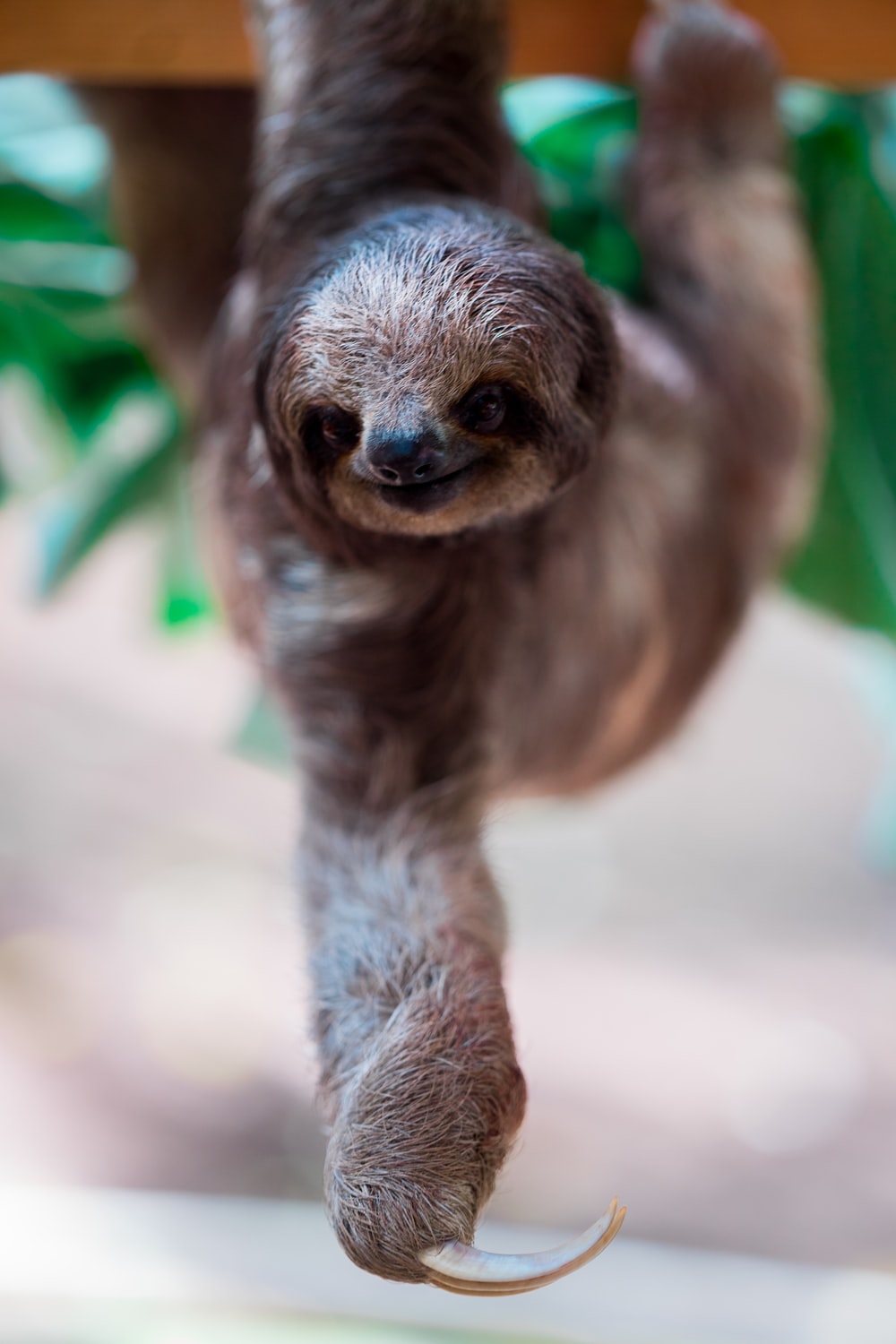 Two-toed Sloths Wallpapers - Wallpaper Cave