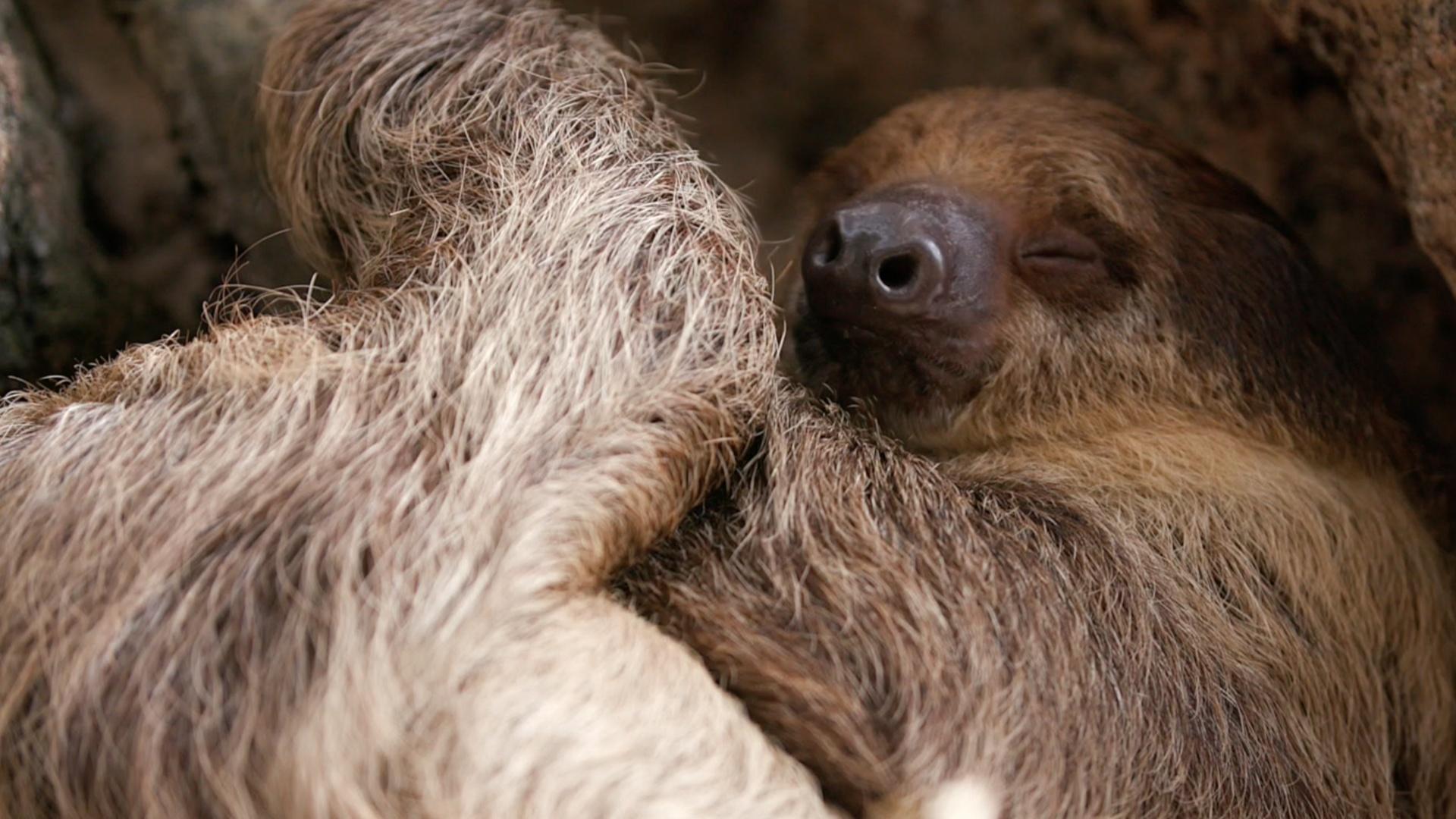 Two-toed Sloths Wallpapers - Wallpaper Cave