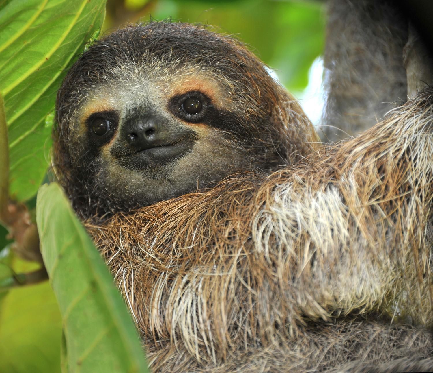 Two-toed Sloths Wallpapers - Wallpaper Cave