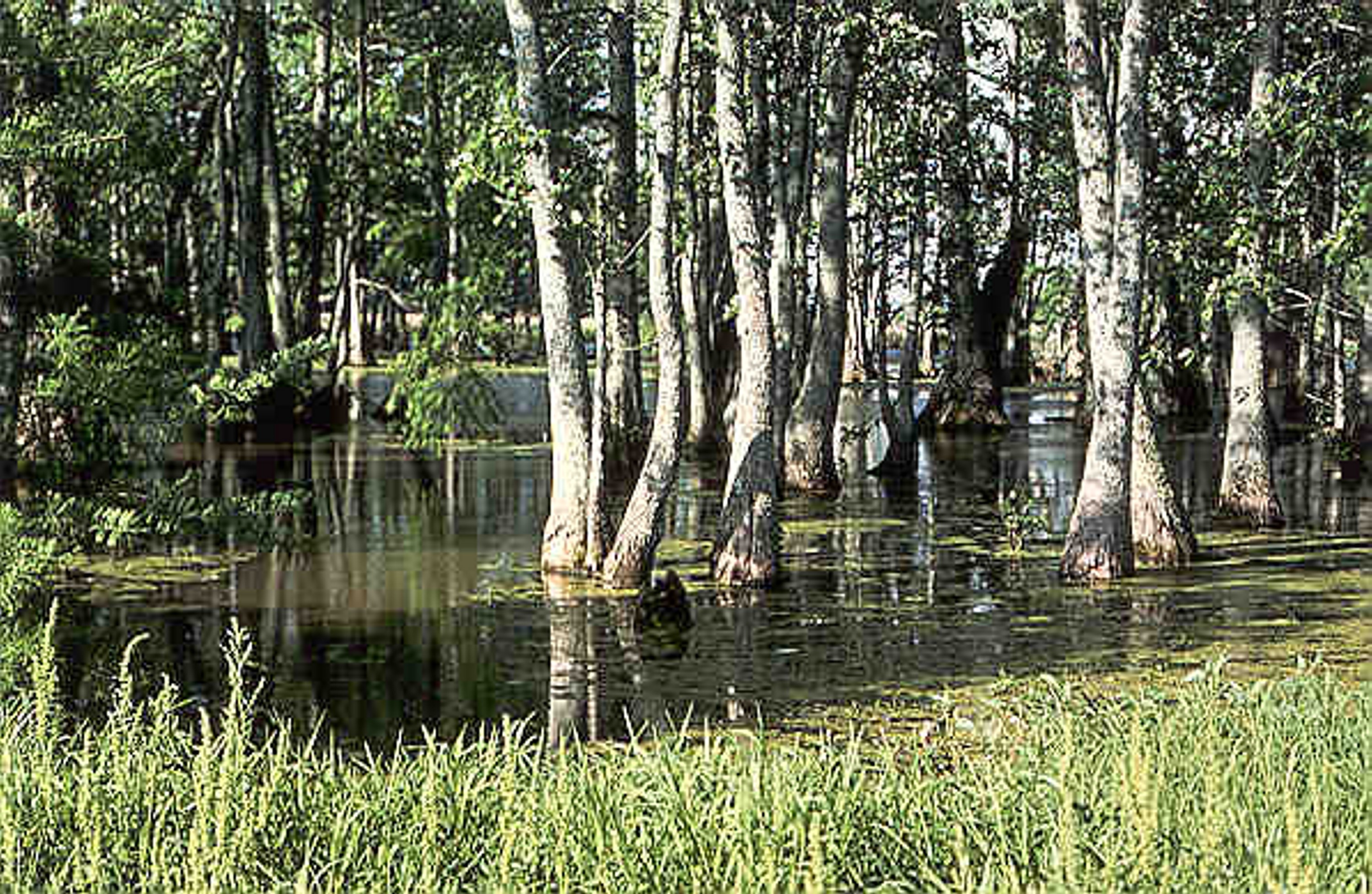 Wetland Wallpapers - Wallpaper Cave