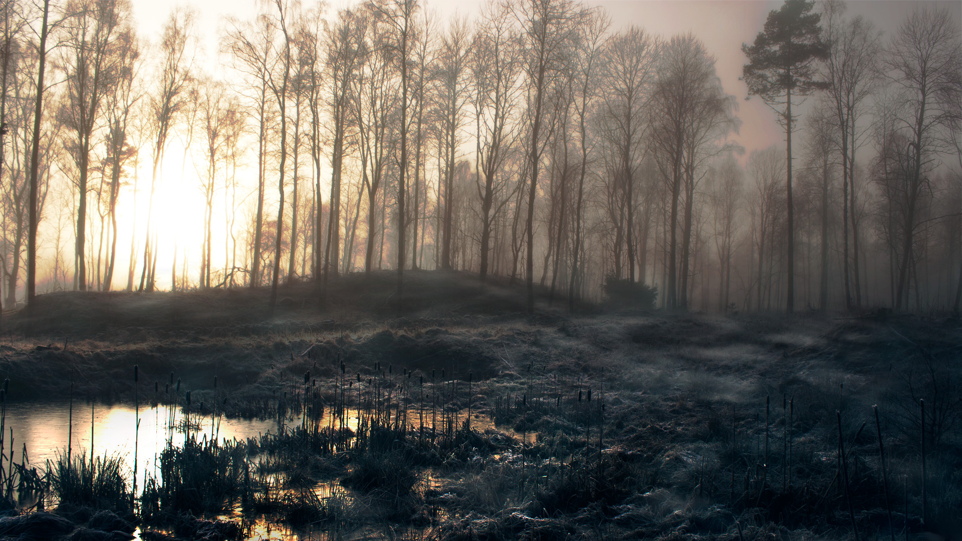 Wetland Wallpapers - Wallpaper Cave
