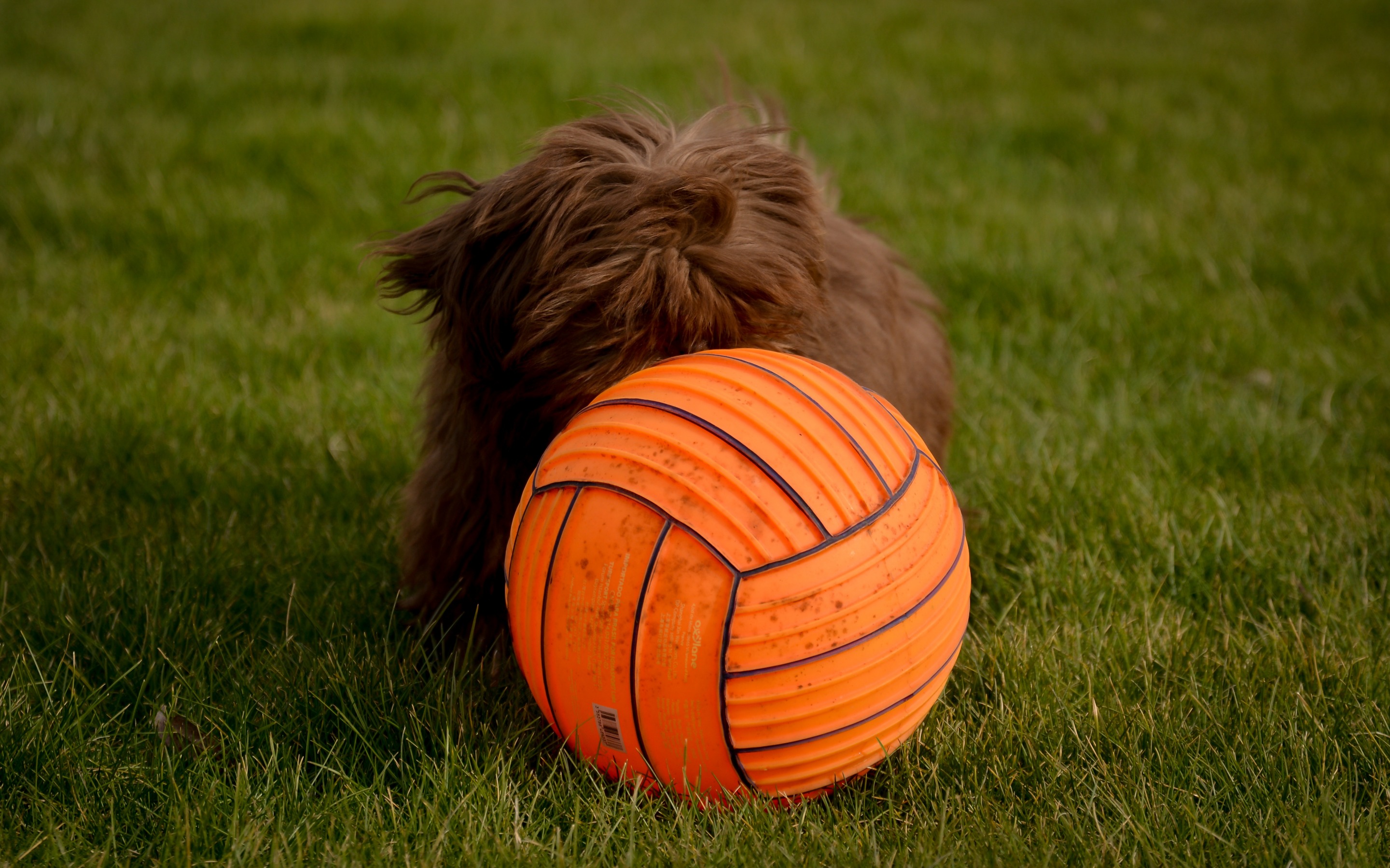 Dog Ball Wallpapers - Wallpaper Cave