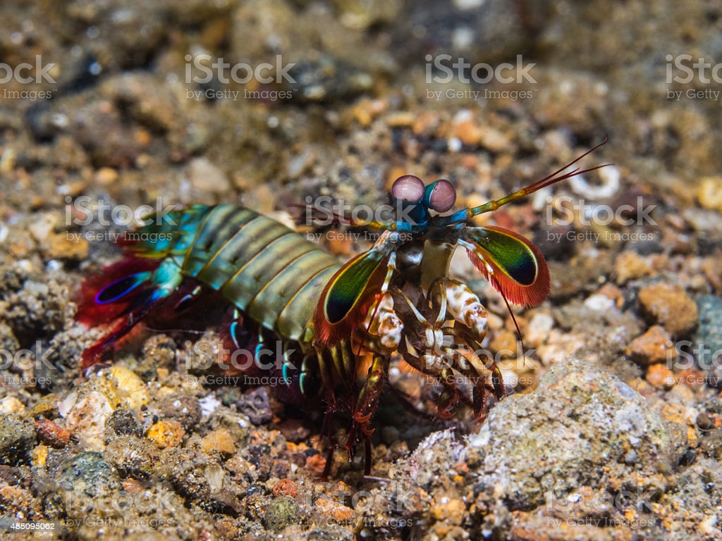 Mantis Shrimp Wallpapers - Wallpaper Cave