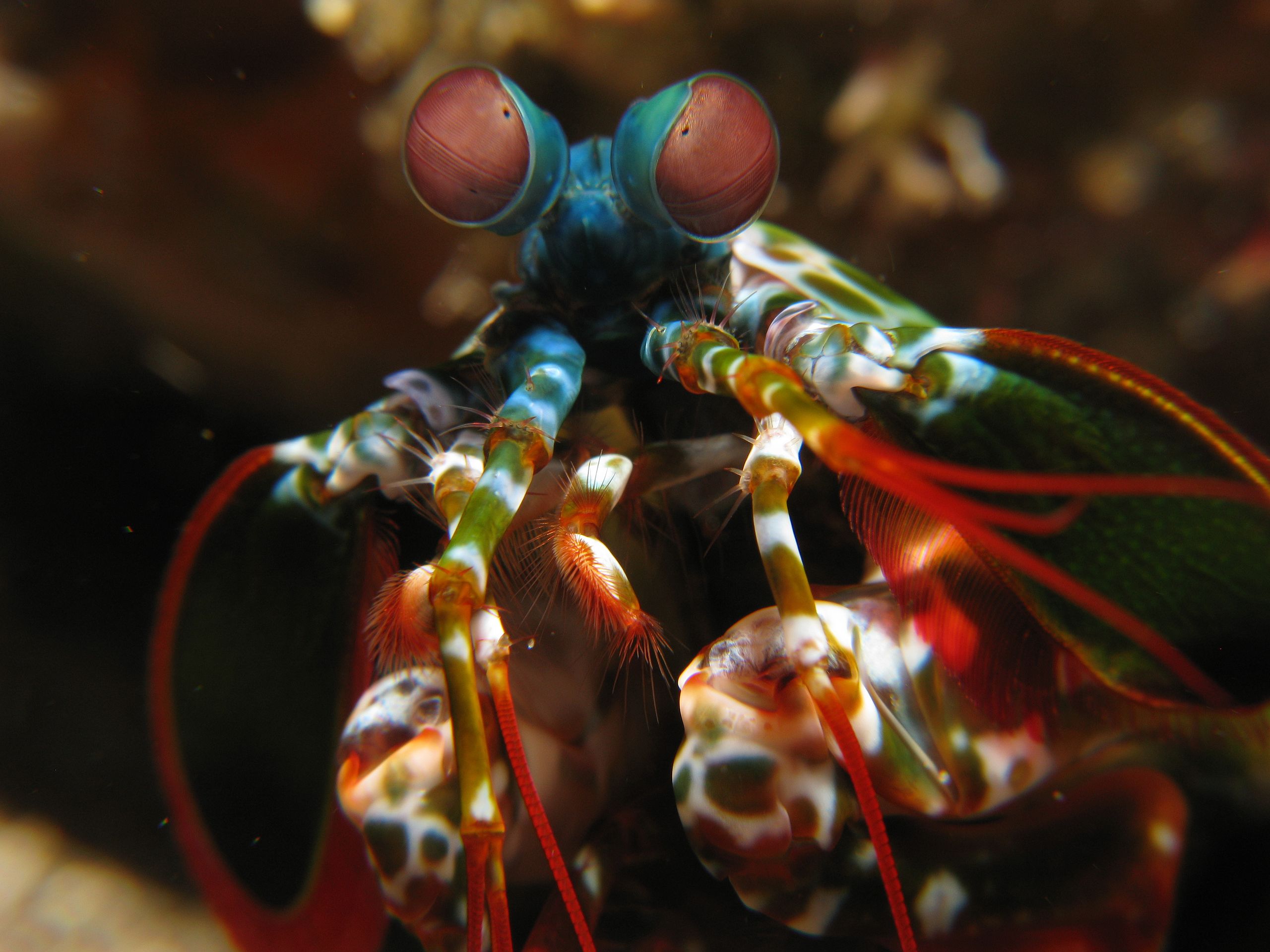 Mantis Shrimp Wallpapers - Wallpaper Cave
