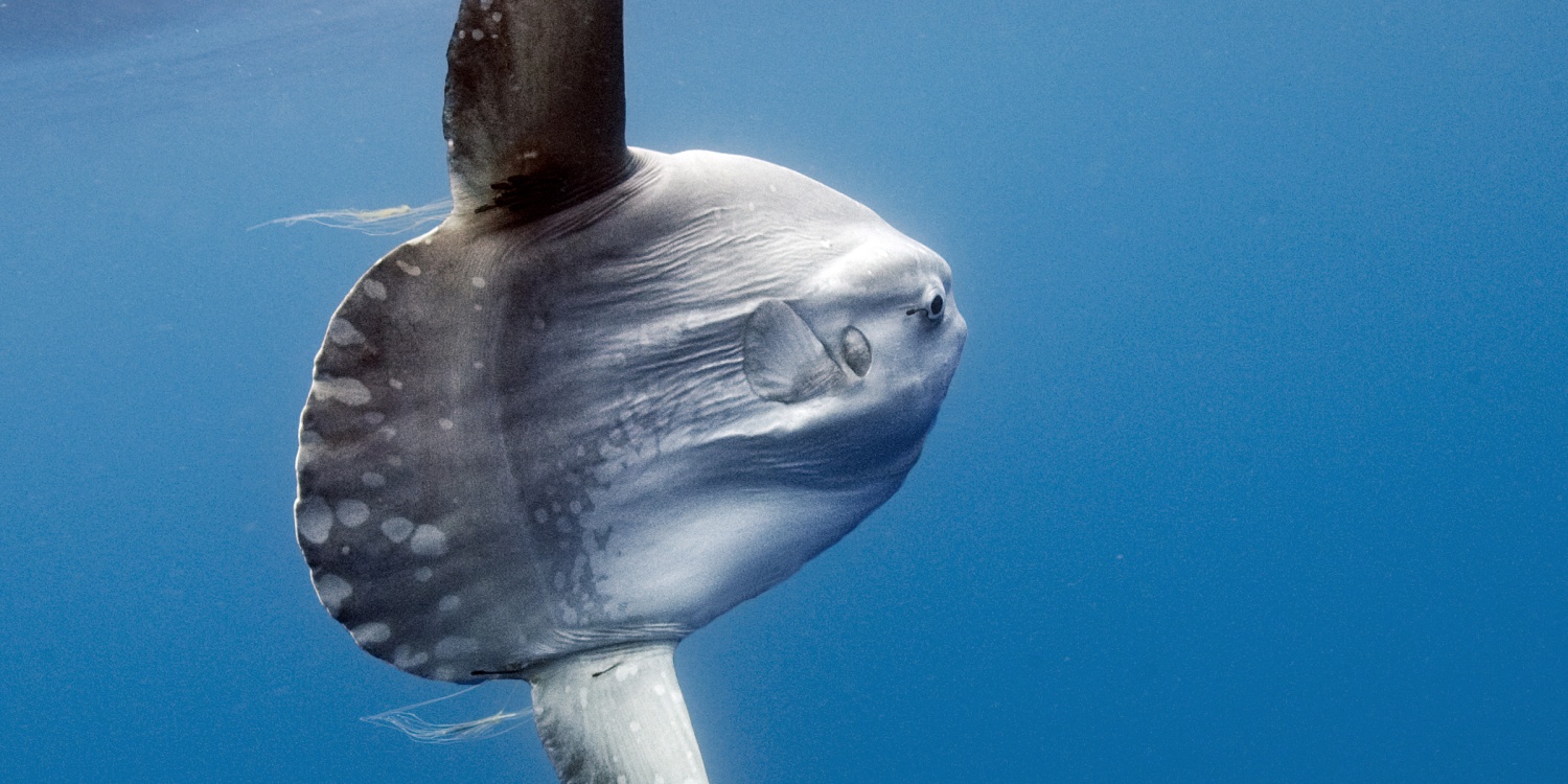 Sunfish Wallpapers - Wallpaper Cave