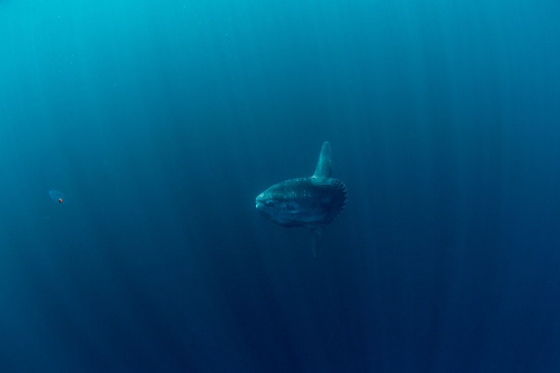 Sunfish Wallpapers - Wallpaper Cave