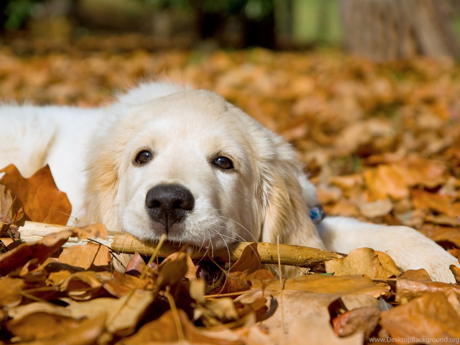 Cute Dogs Autumn Wallpapers - Wallpaper Cave