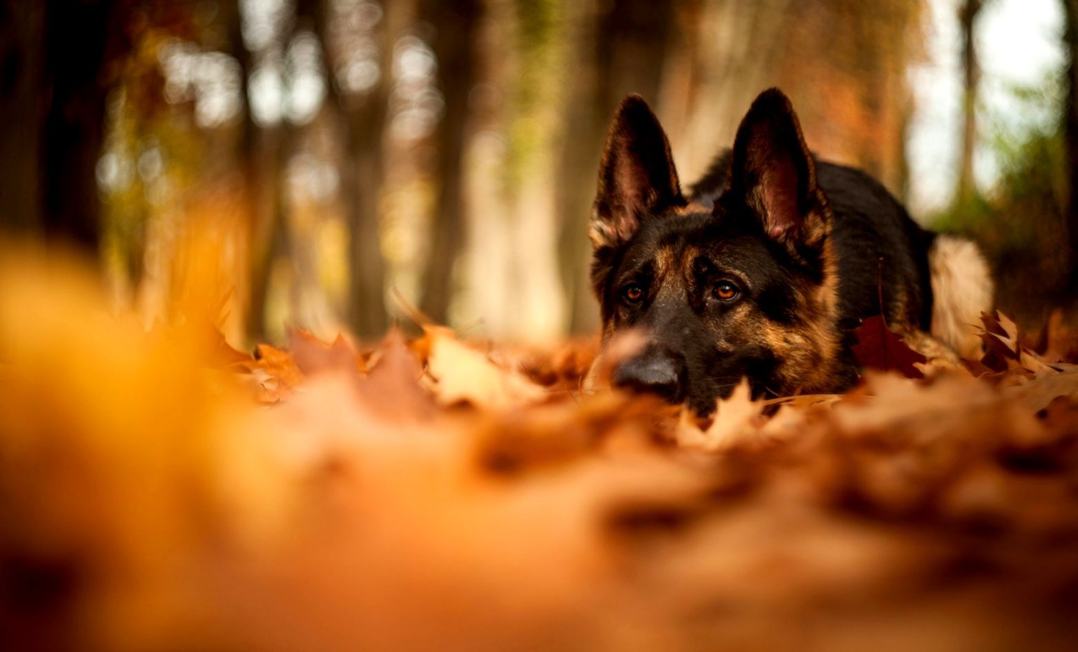 Cute Dogs Autumn Wallpapers - Wallpaper Cave