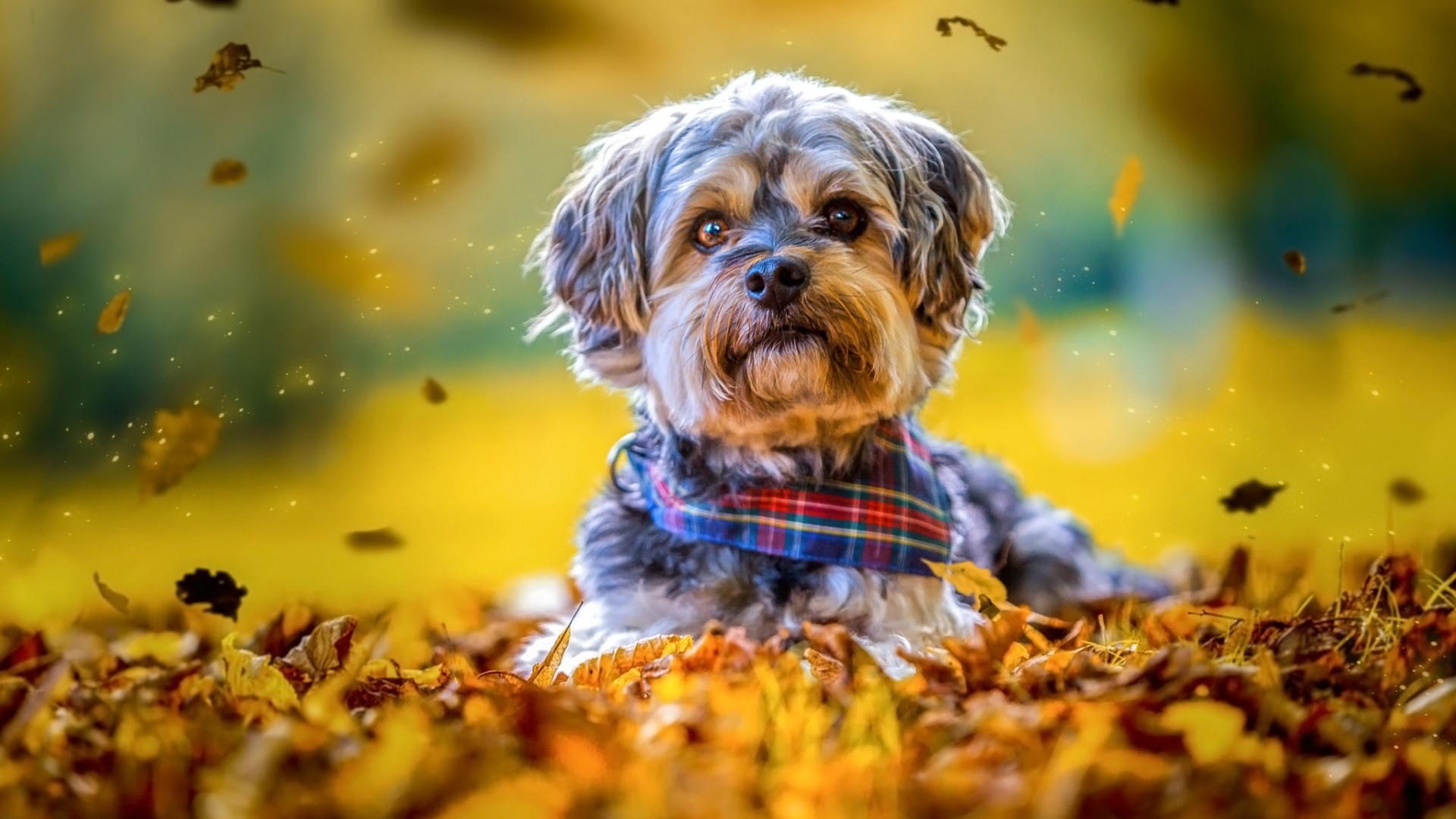 Cute Dogs Autumn Wallpapers - Wallpaper Cave