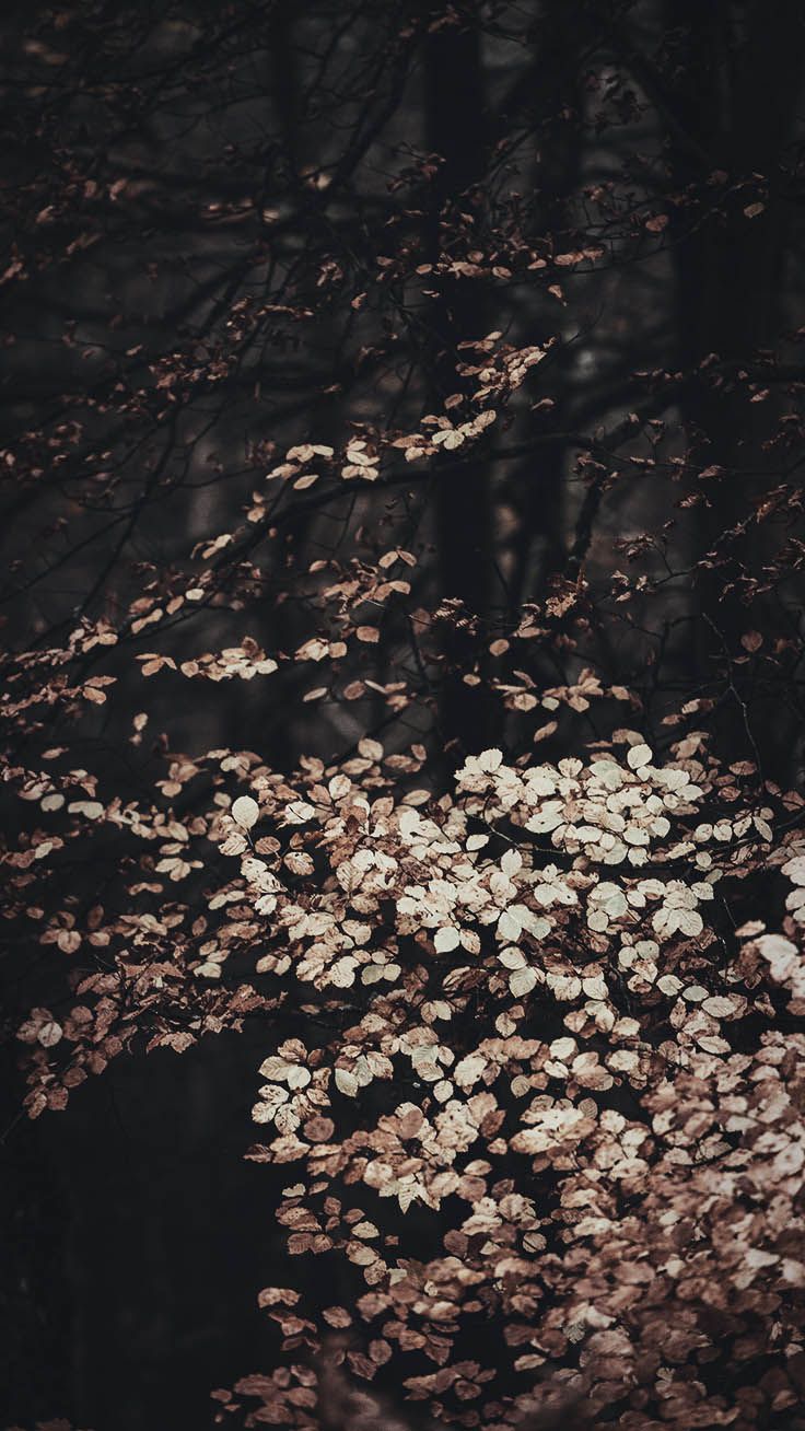 Beige Autumn Wallpapers - Wallpaper Cave