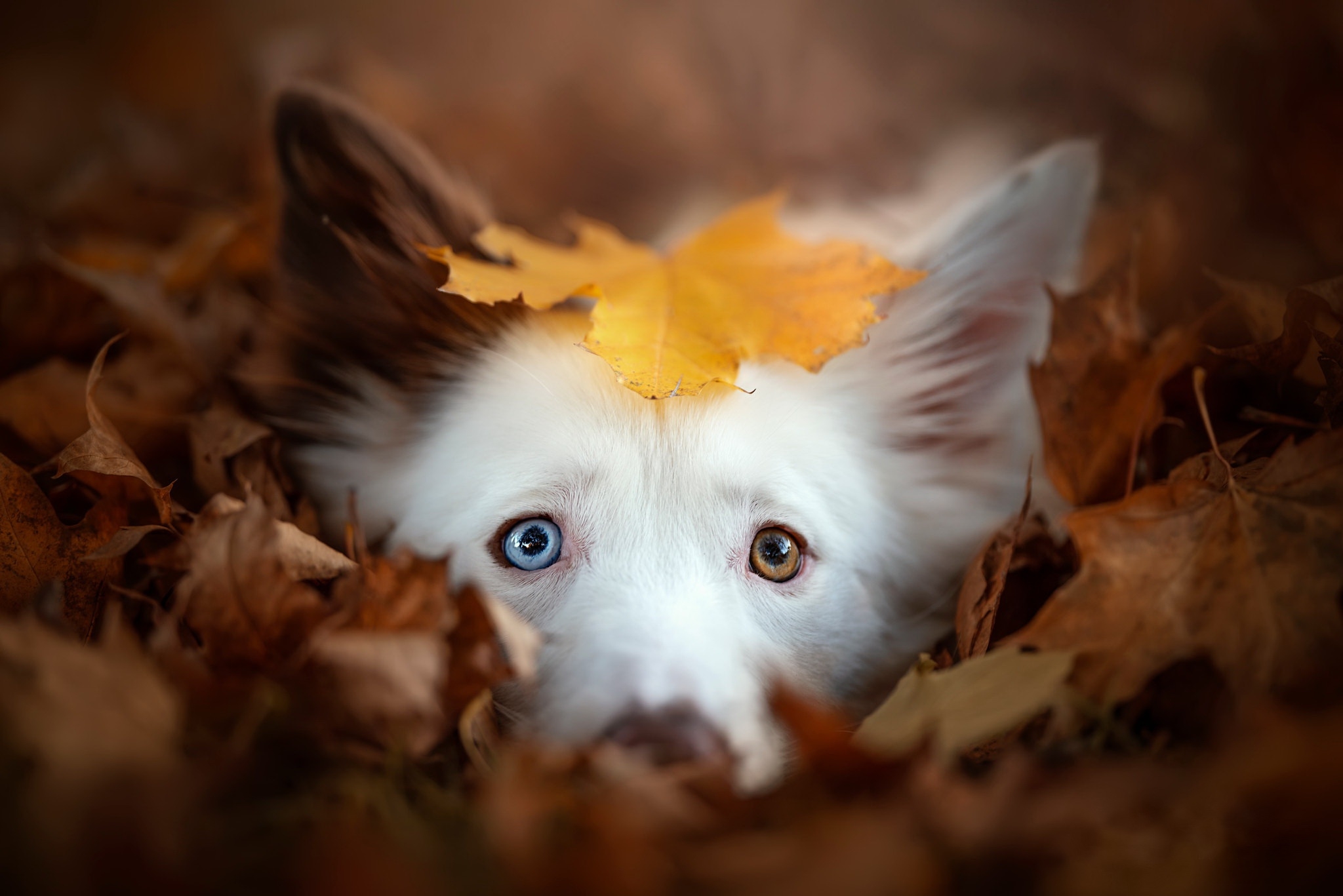 Fall Pets Wallpapers - Wallpaper Cave