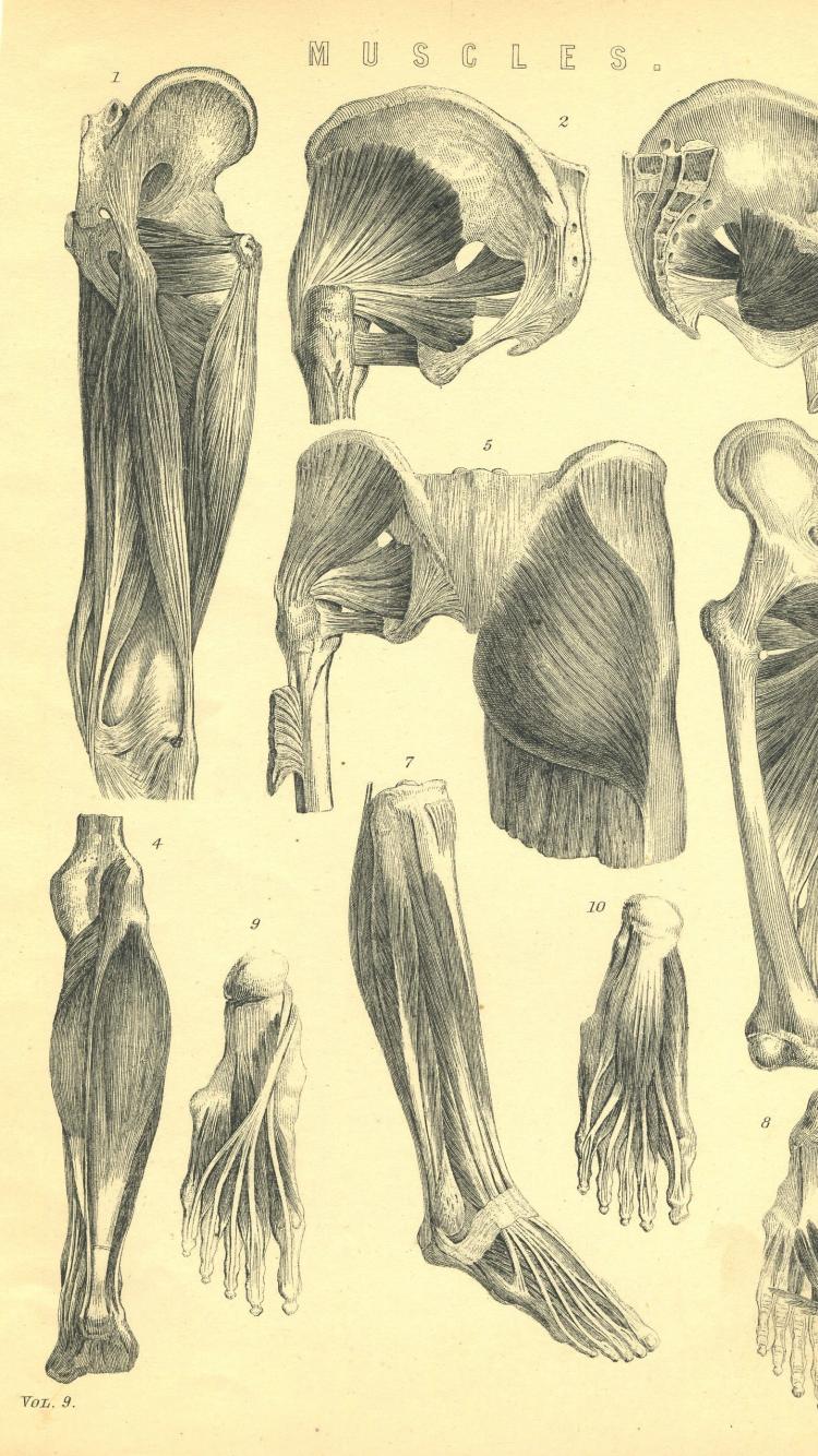 Parts Of The Body Wallpapers - Wallpaper Cave