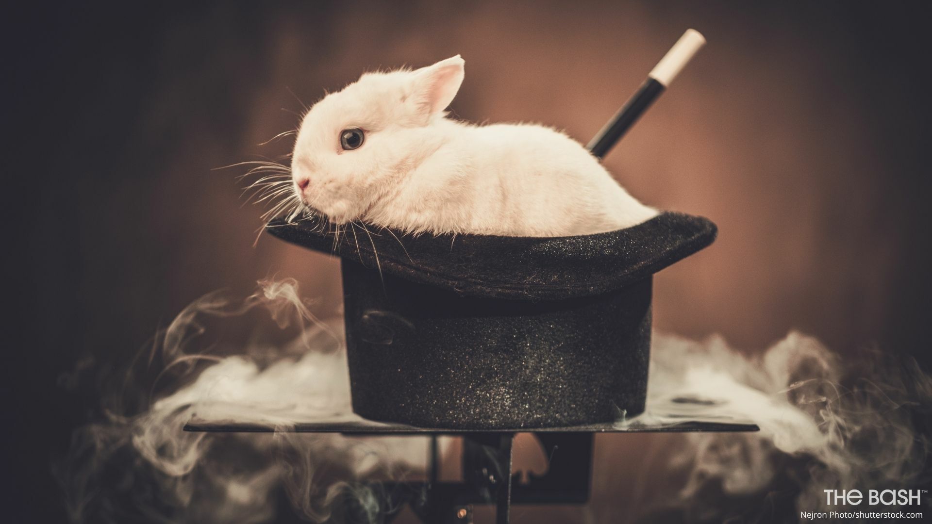 Halloween Rabbits Wallpapers - Wallpaper Cave