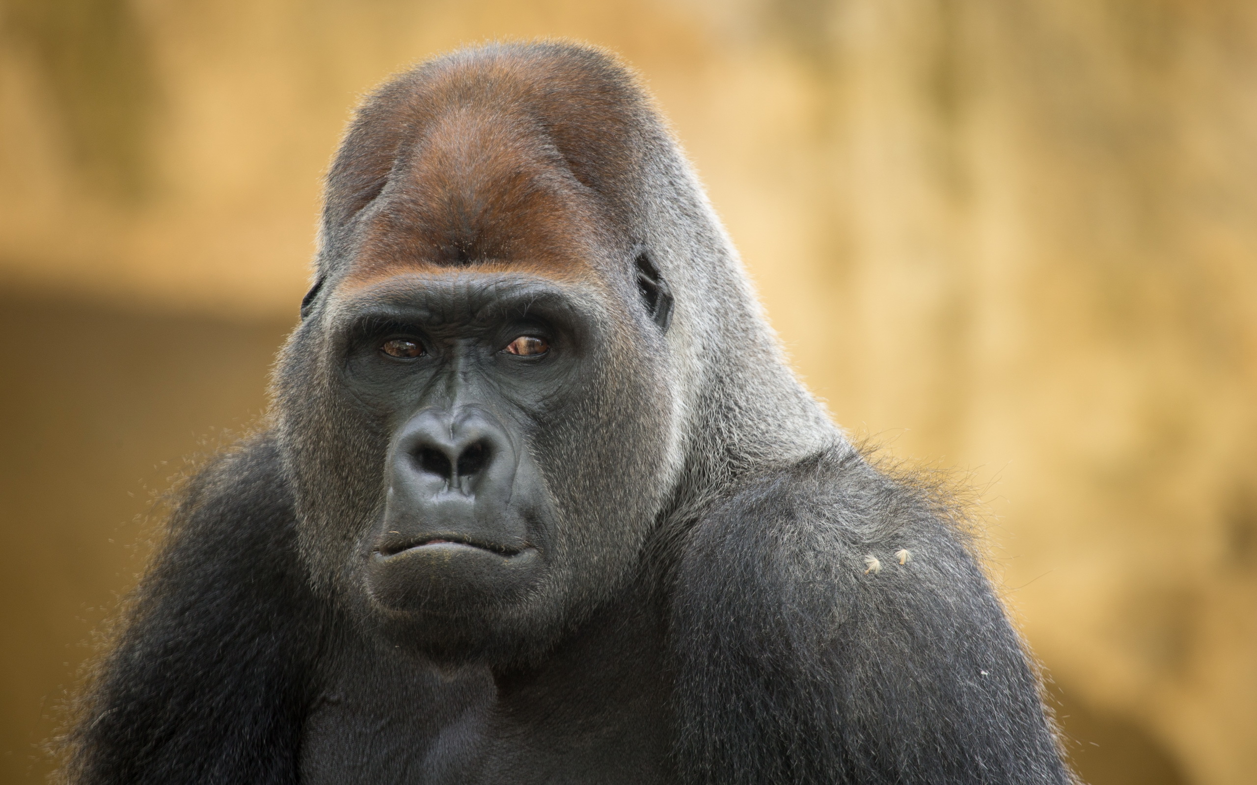 Silverback Wallpapers - Wallpaper Cave Silverback Wallpapers - Wallpaper Cave