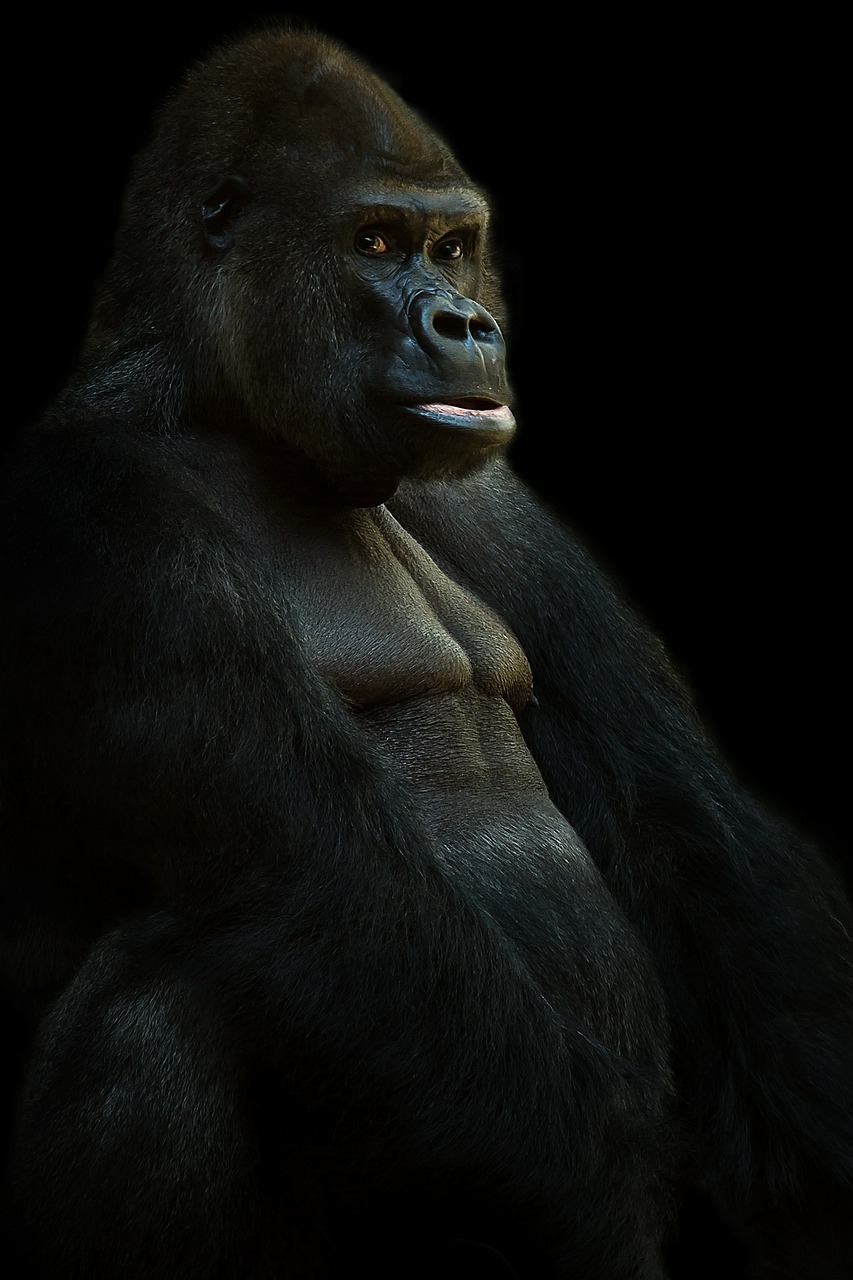 Silverback Wallpapers - Wallpaper Cave