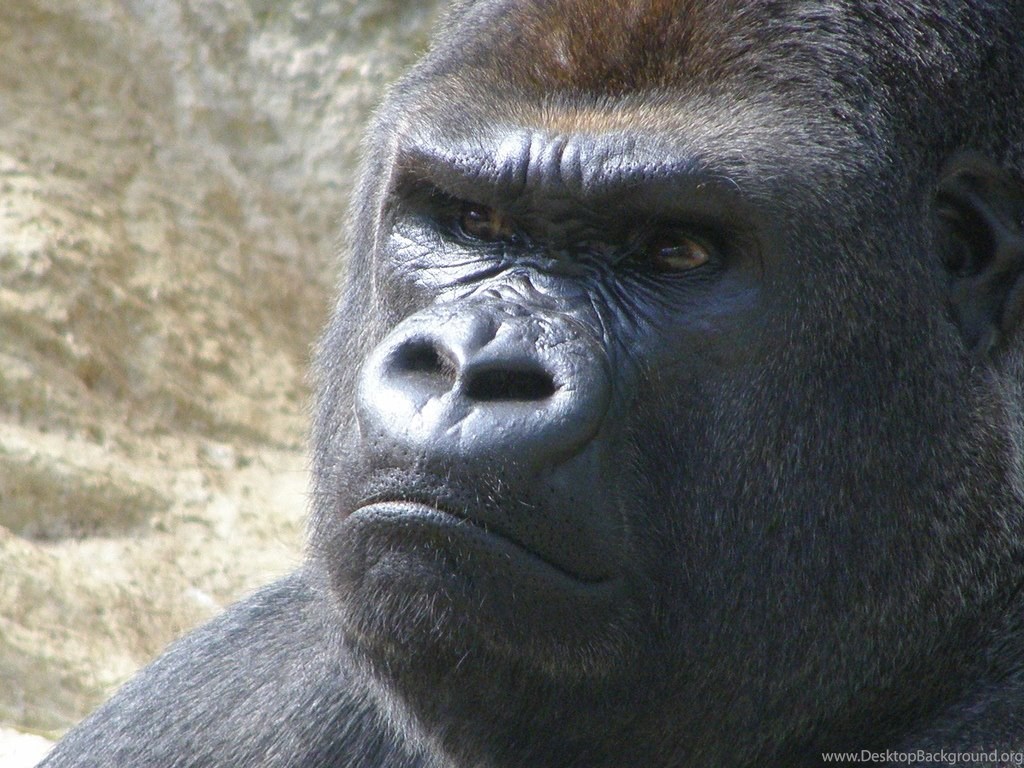 Silverback Wallpapers - Wallpaper Cave
