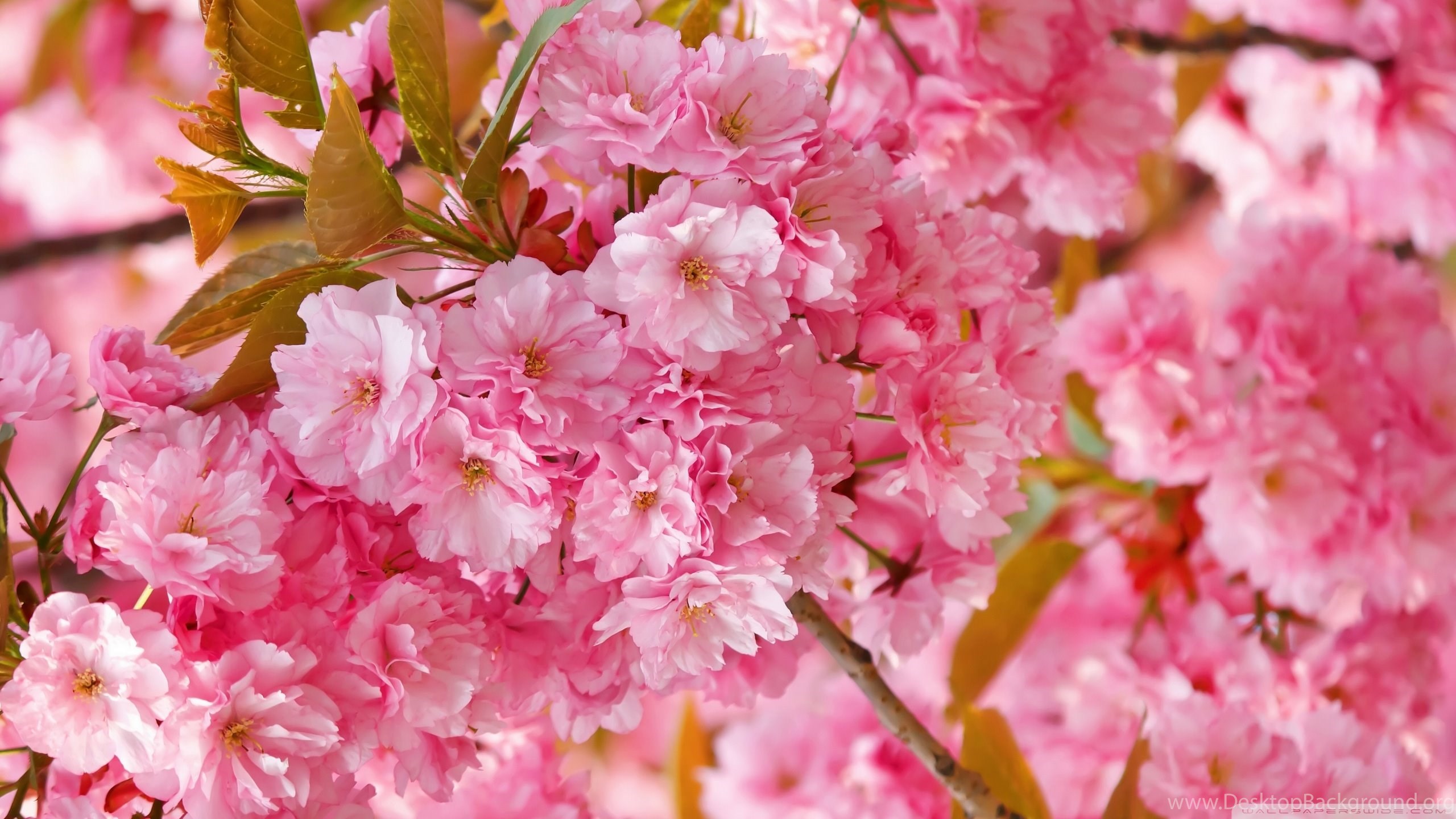 Japanese Pink Tree Desktop Wallpapers - Wallpaper Cave
