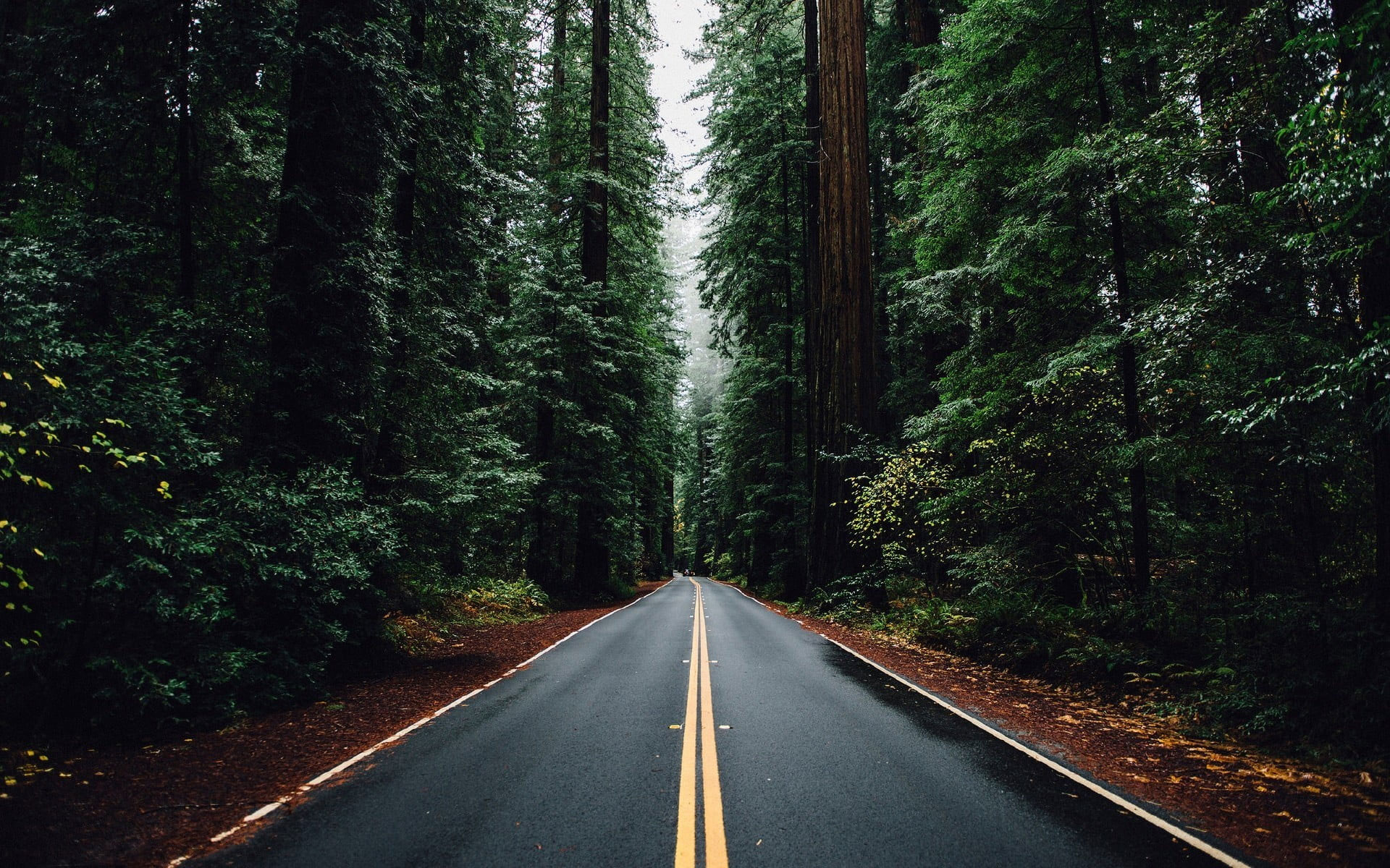 Aesthetic Road With Trees Wallpapers - Wallpaper Cave