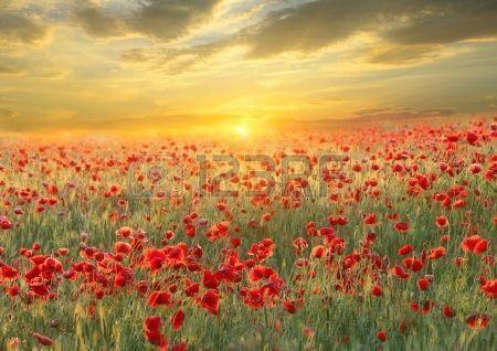 Poppy Backgrounds - Wallpaper Cave